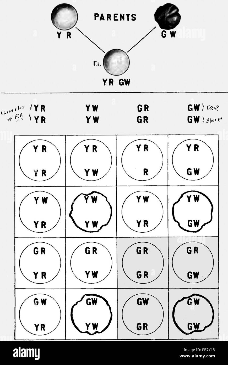 Heredity hi-res stock photography and images - Alamy
