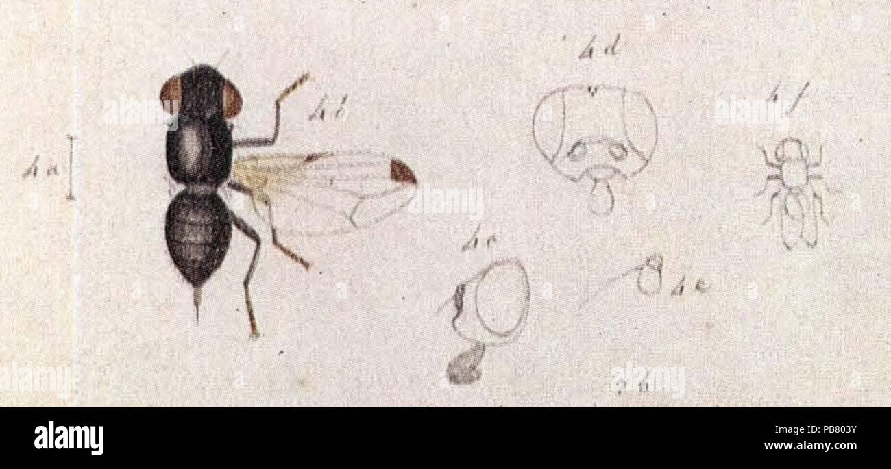 Timia hi-res stock photography and images - Alamy