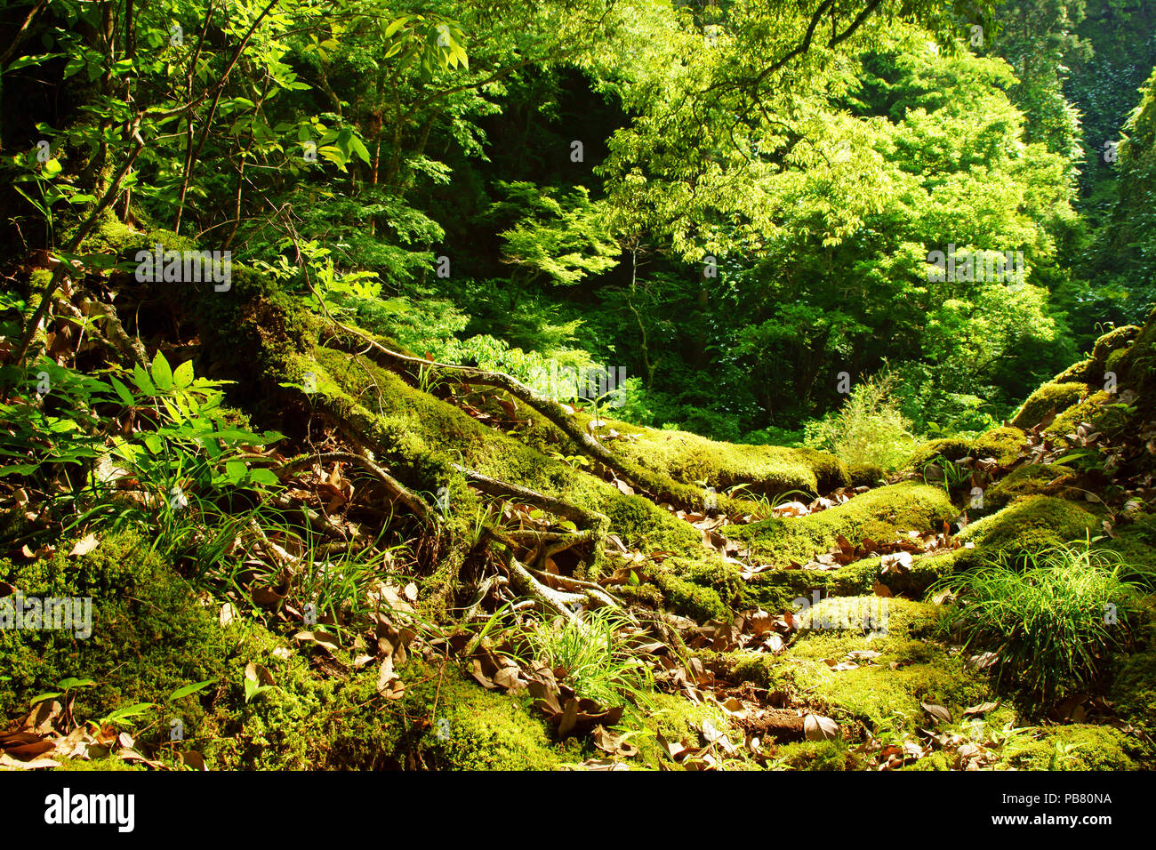 Forest of Moss Stock Photo - Alamy