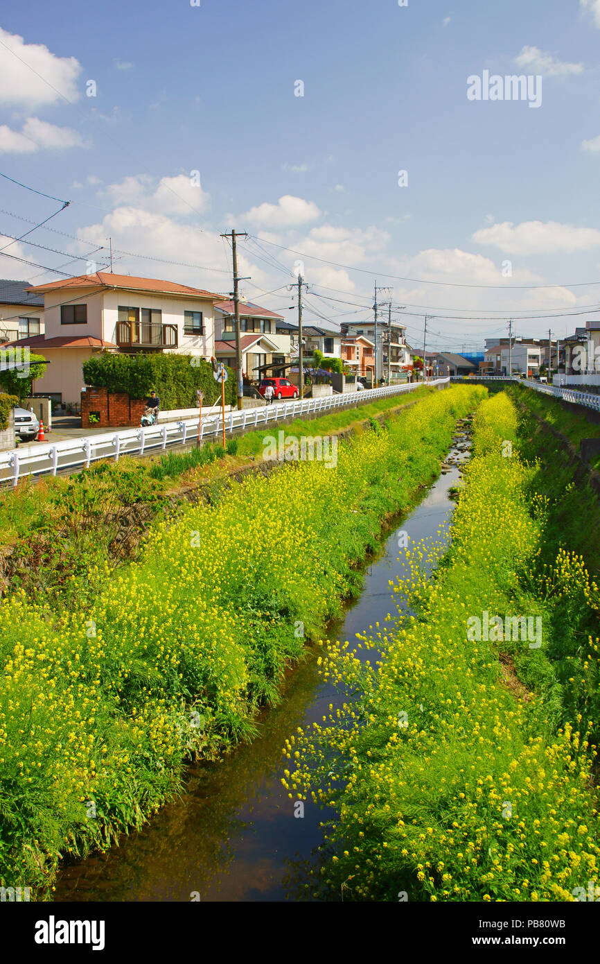 Mustard Flowers in Riverbed Stock Photo - Alamy