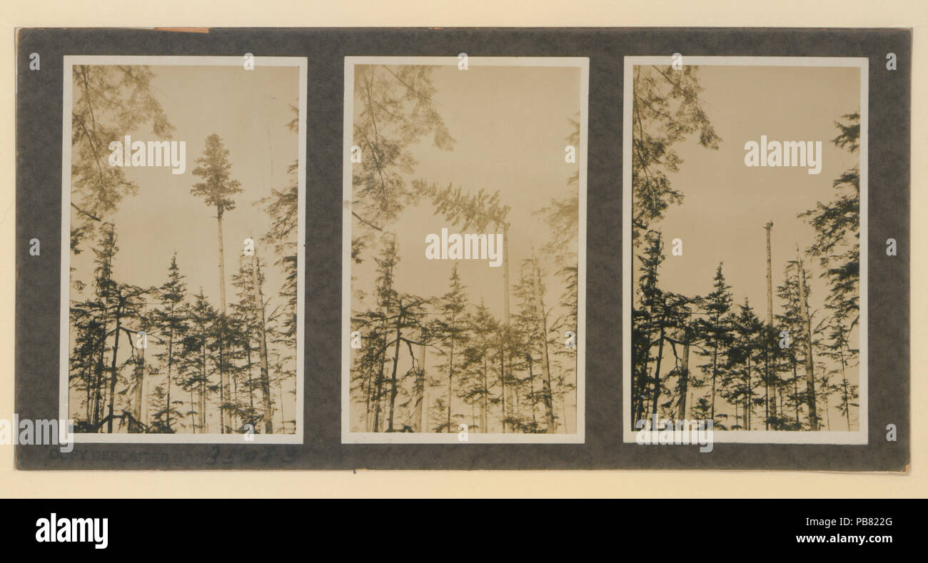 Spar Tree High Resolution Stock Photography and Images - Alamy