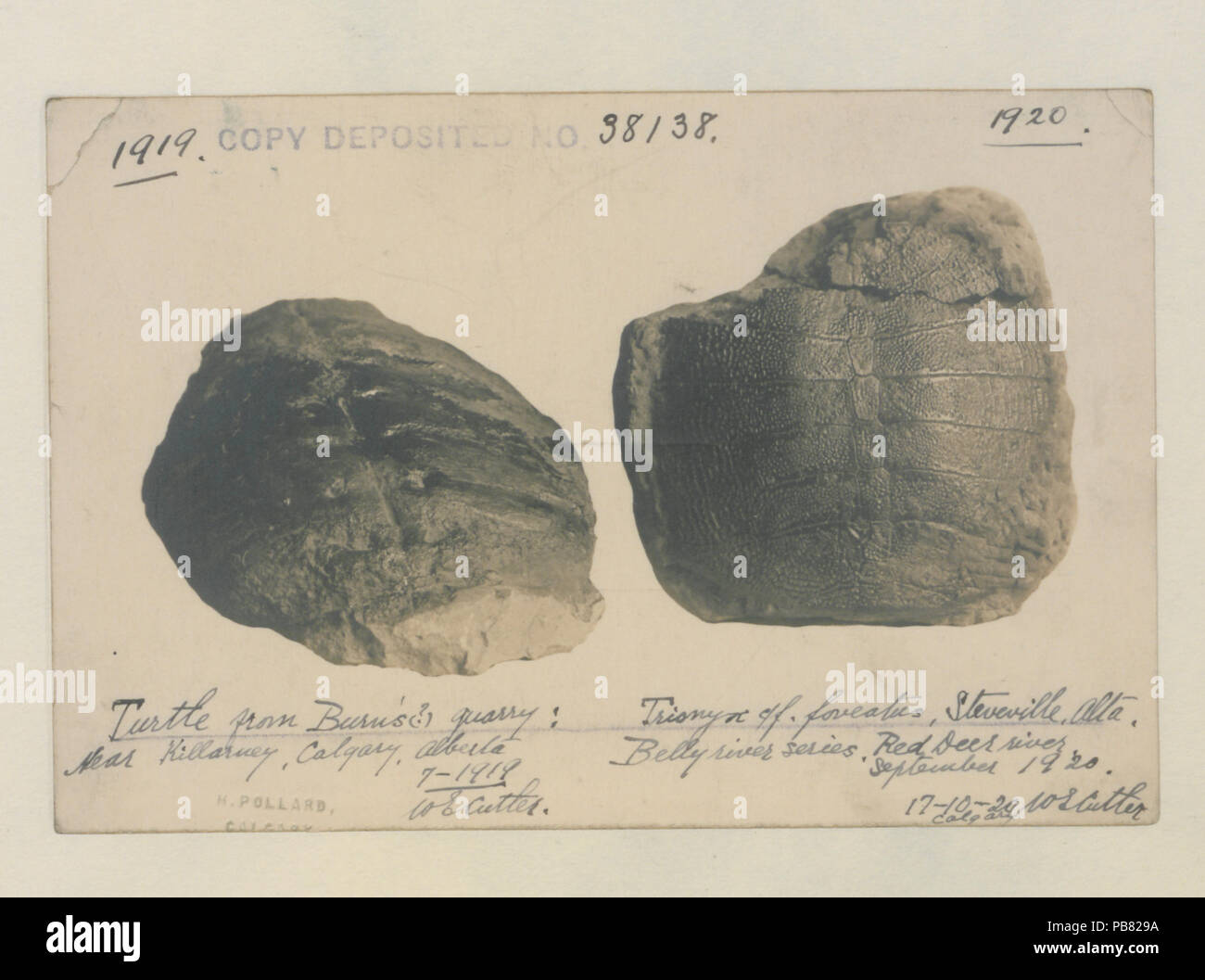Fossil identification hi-res stock photography and images - Alamy