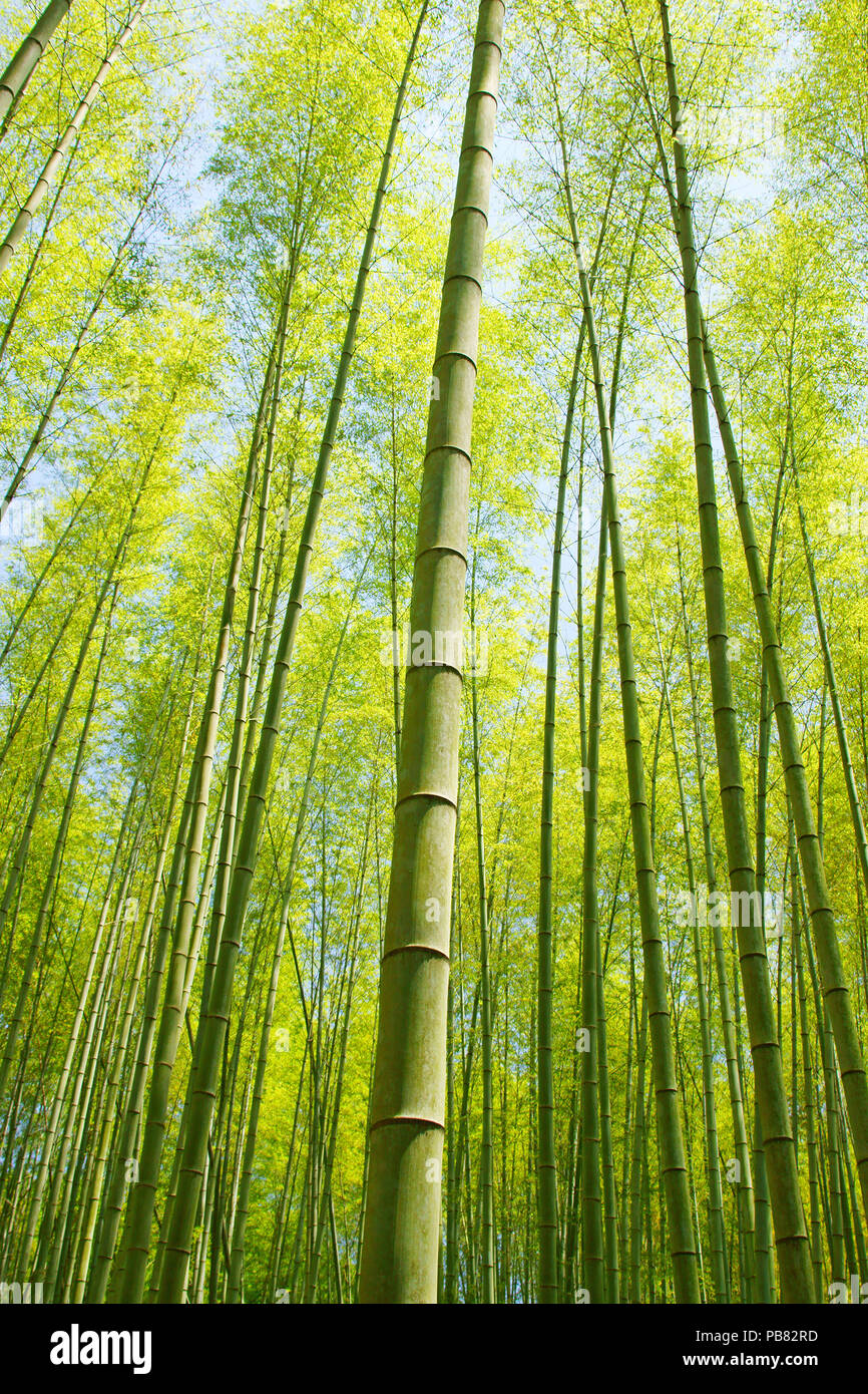 Bamboo Forest in Spring Stock Photo - Alamy