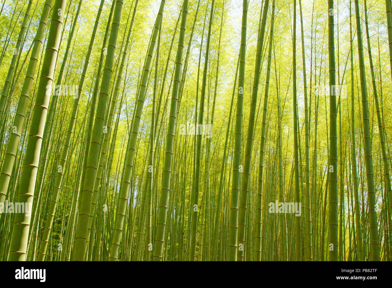 Bamboo Forest in Spring Stock Photo - Alamy