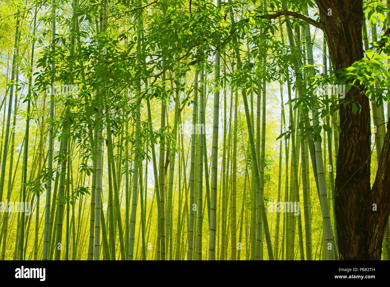 Bamboo Forest in Spring Stock Photo - Alamy