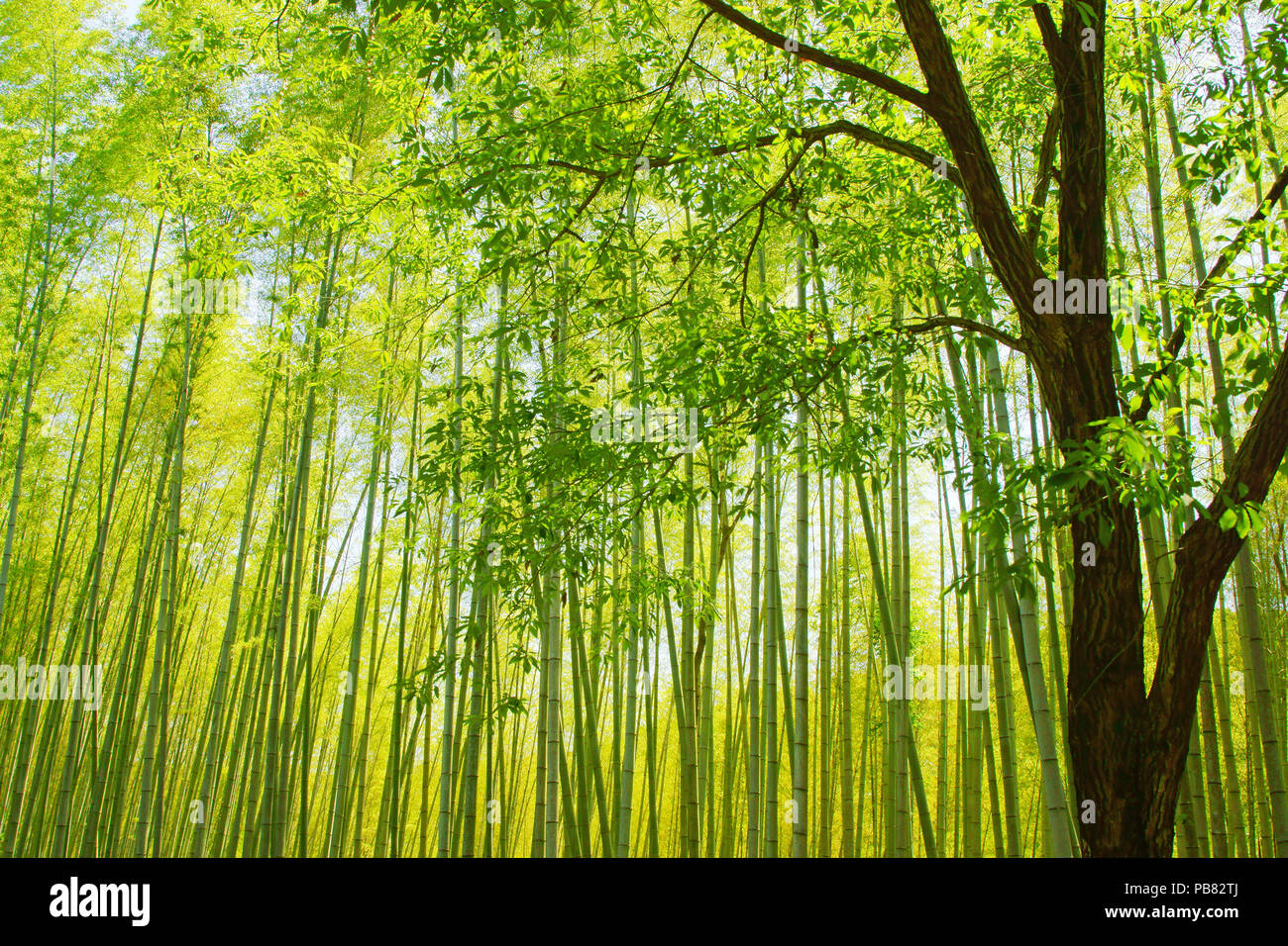 Bamboo Forest in Spring Stock Photo - Alamy