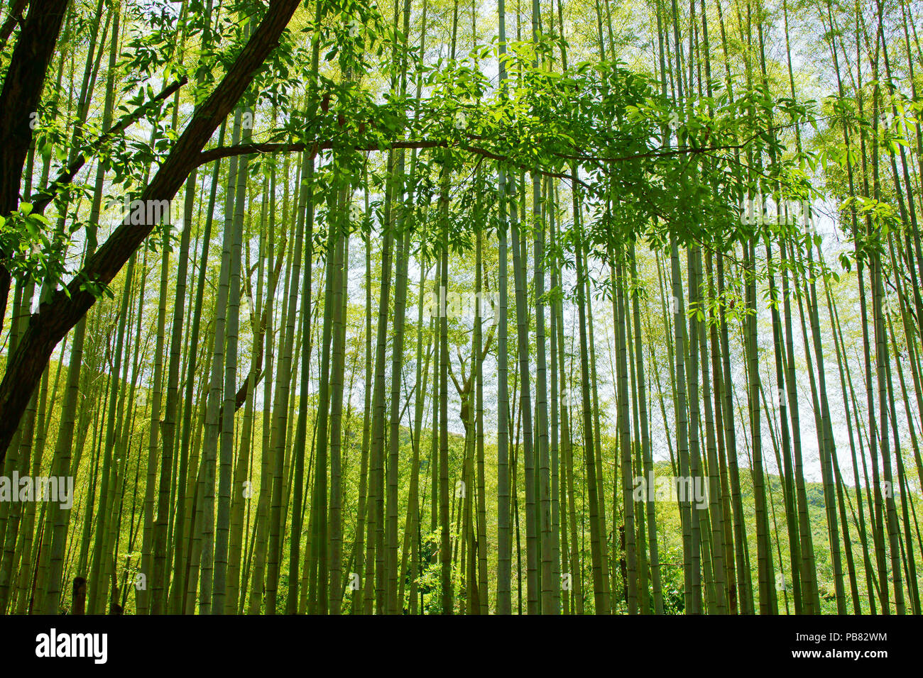 Bamboo Forest in Spring Stock Photo - Alamy