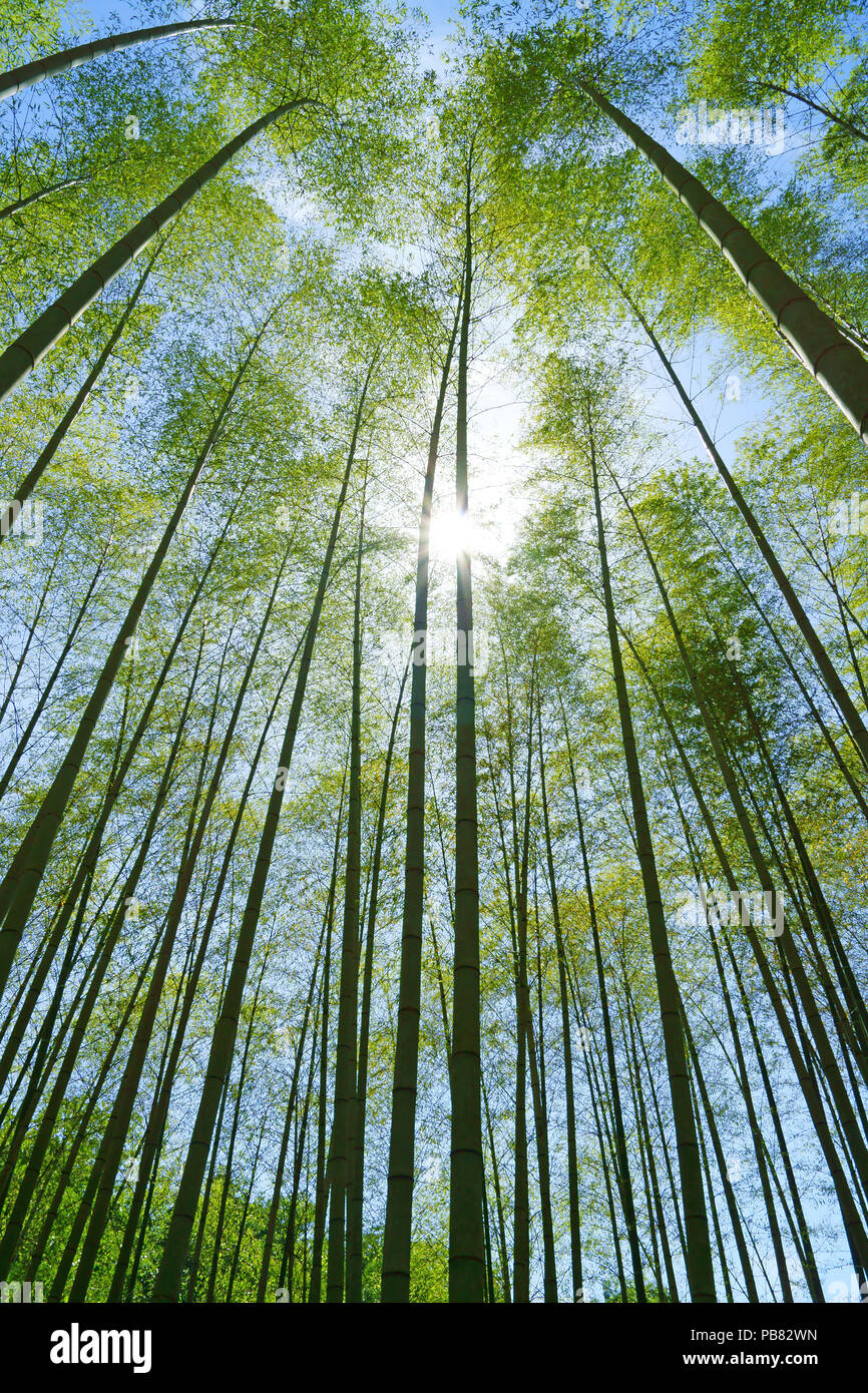 Bamboo Forest in Spring Stock Photo - Alamy