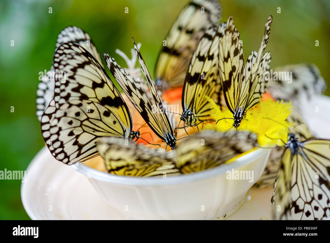 Terflies hi-res stock photography and images - Alamy
