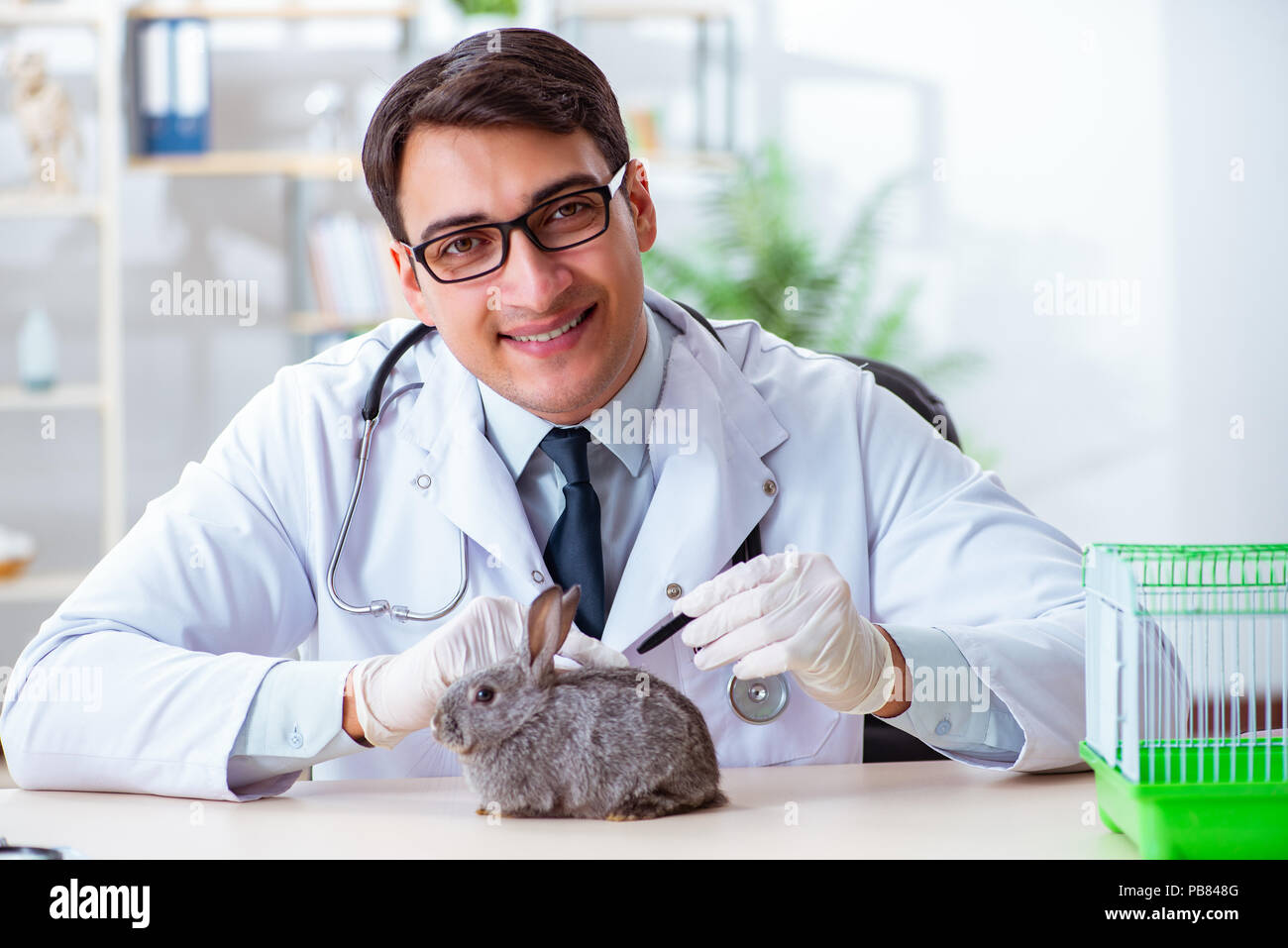Vet doctor checking up rabbit in his clinic Stock Photo - Alamy