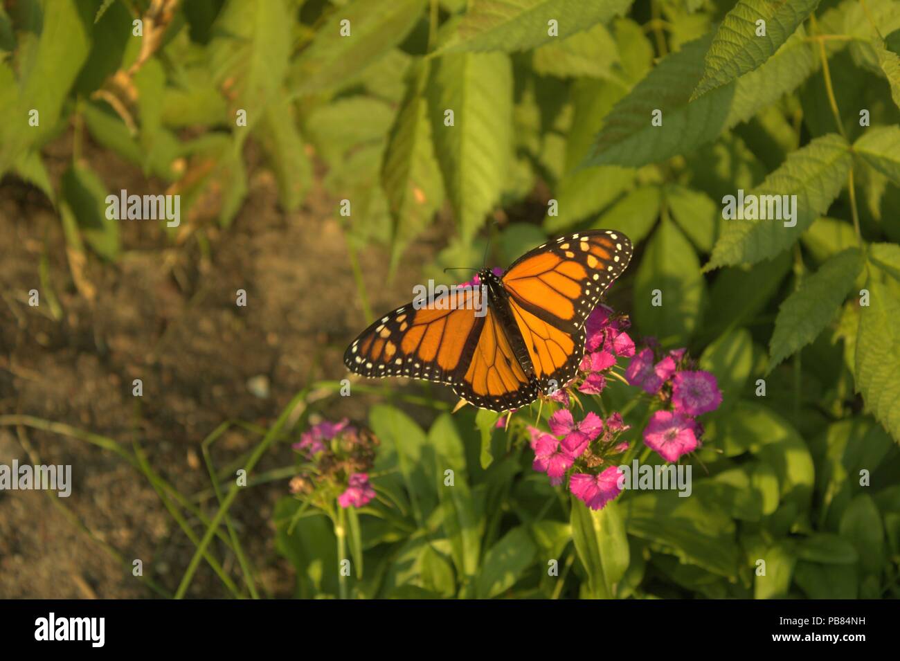 A Monarch Butterfly Spreading its Wings on Some Sweet Williams Stock ...