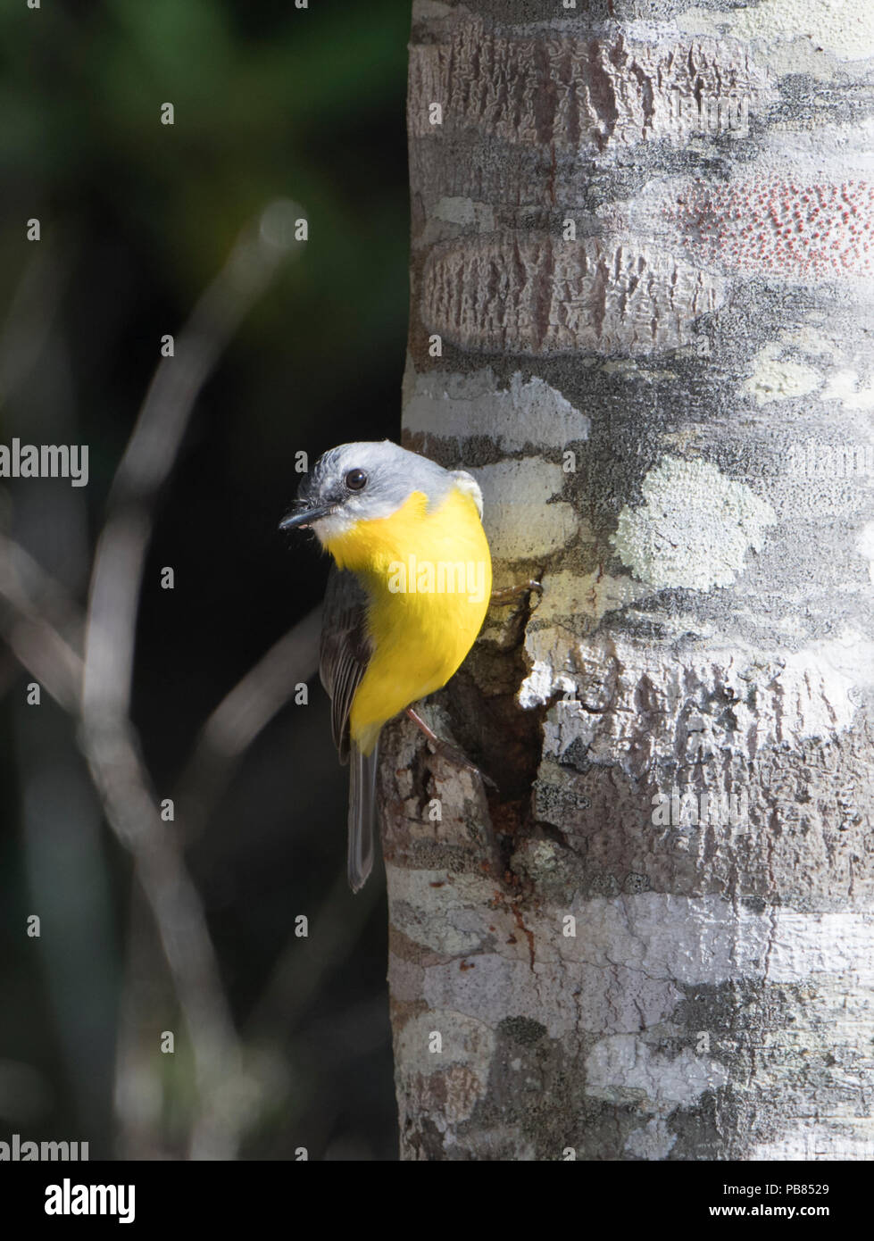 Eastern Yellow Robin (Eopsaltria australis) perched on a tree trunk ...