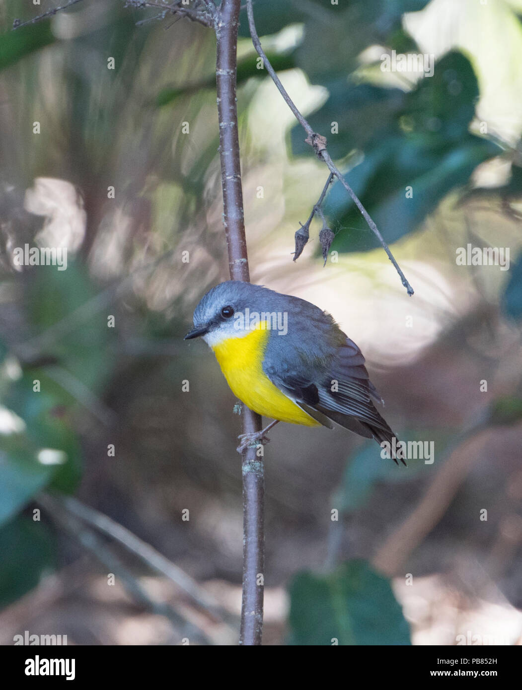 Eastern yellow robin hi-res stock photography and images - Alamy