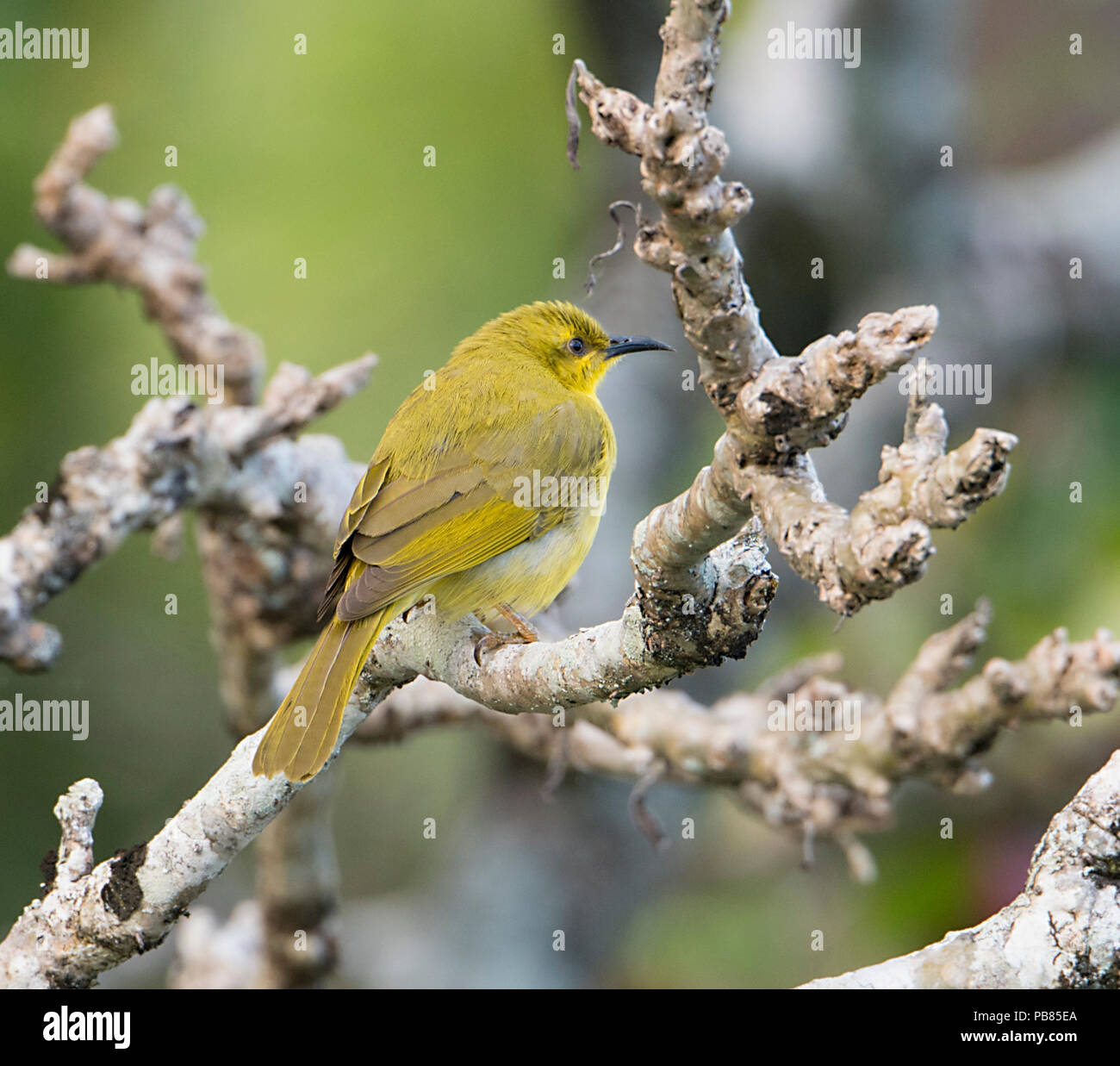 Australian birds colourful hi-res stock photography and images - Alamy