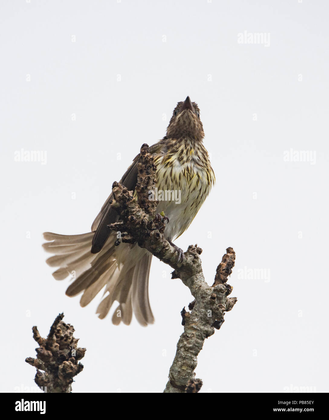 Australian figbird hi-res stock photography and images - Alamy