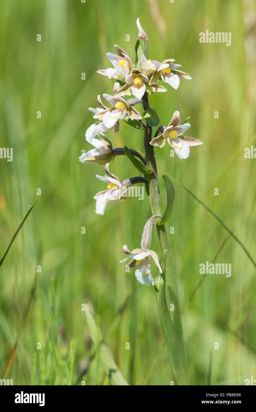 Epipactis palustris - Marsh Helleborine Stock Photo - Alamy