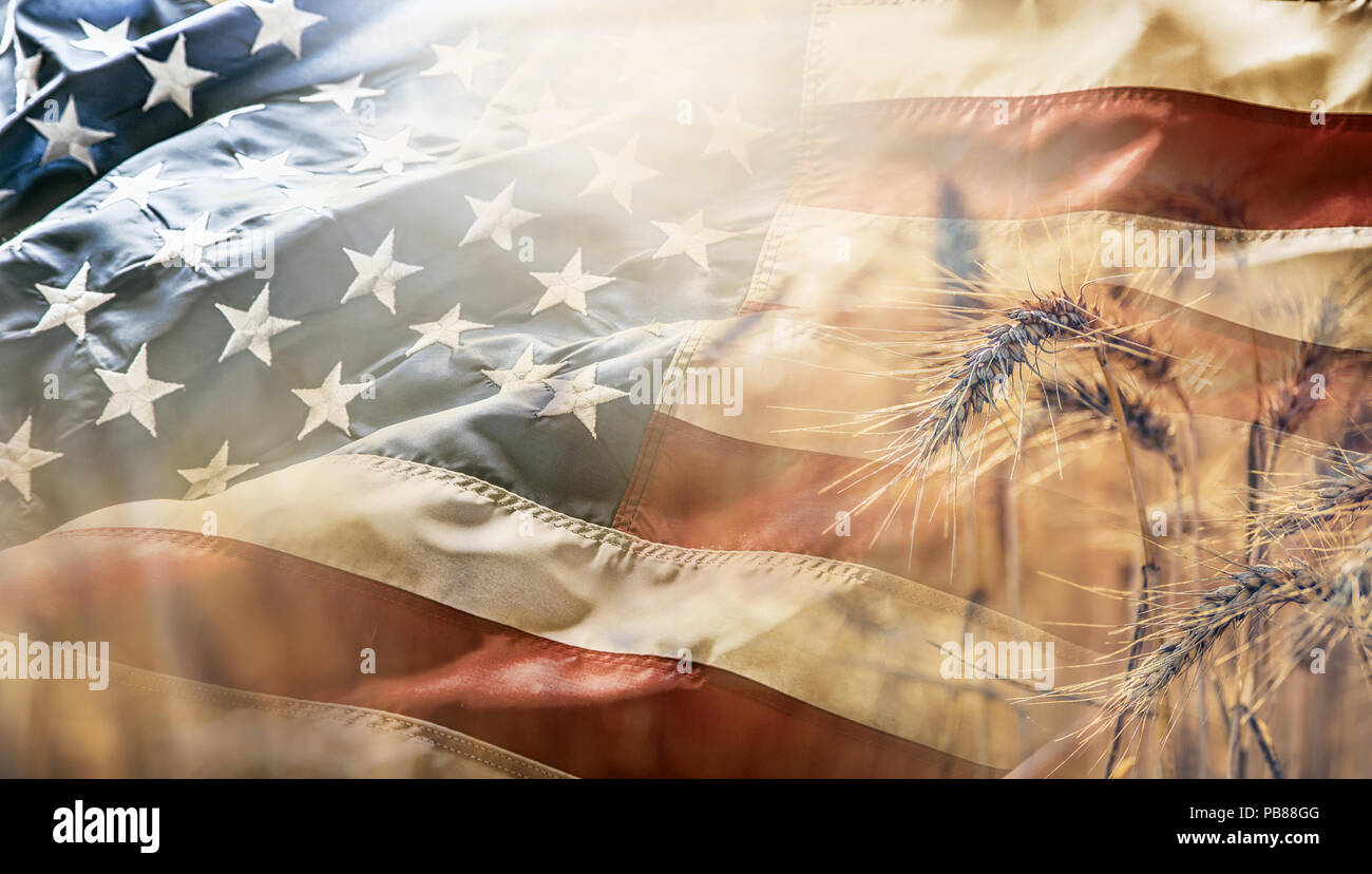 American Flag Field Corn High Resolution Stock Photography and Images ...