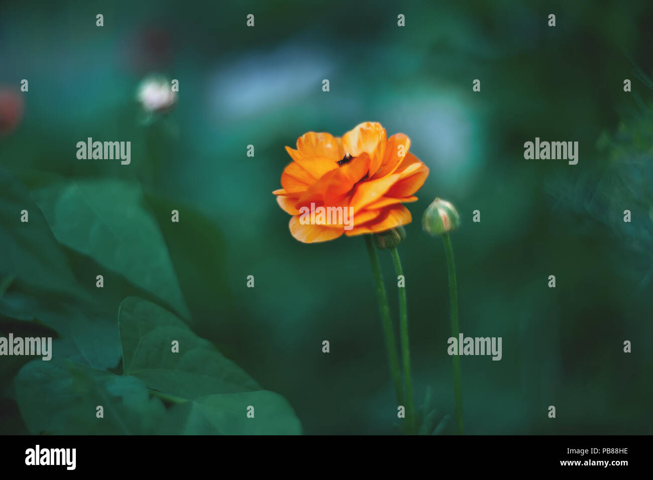 small orange flowers Ranunculus on a beautiful artistic background on a ...