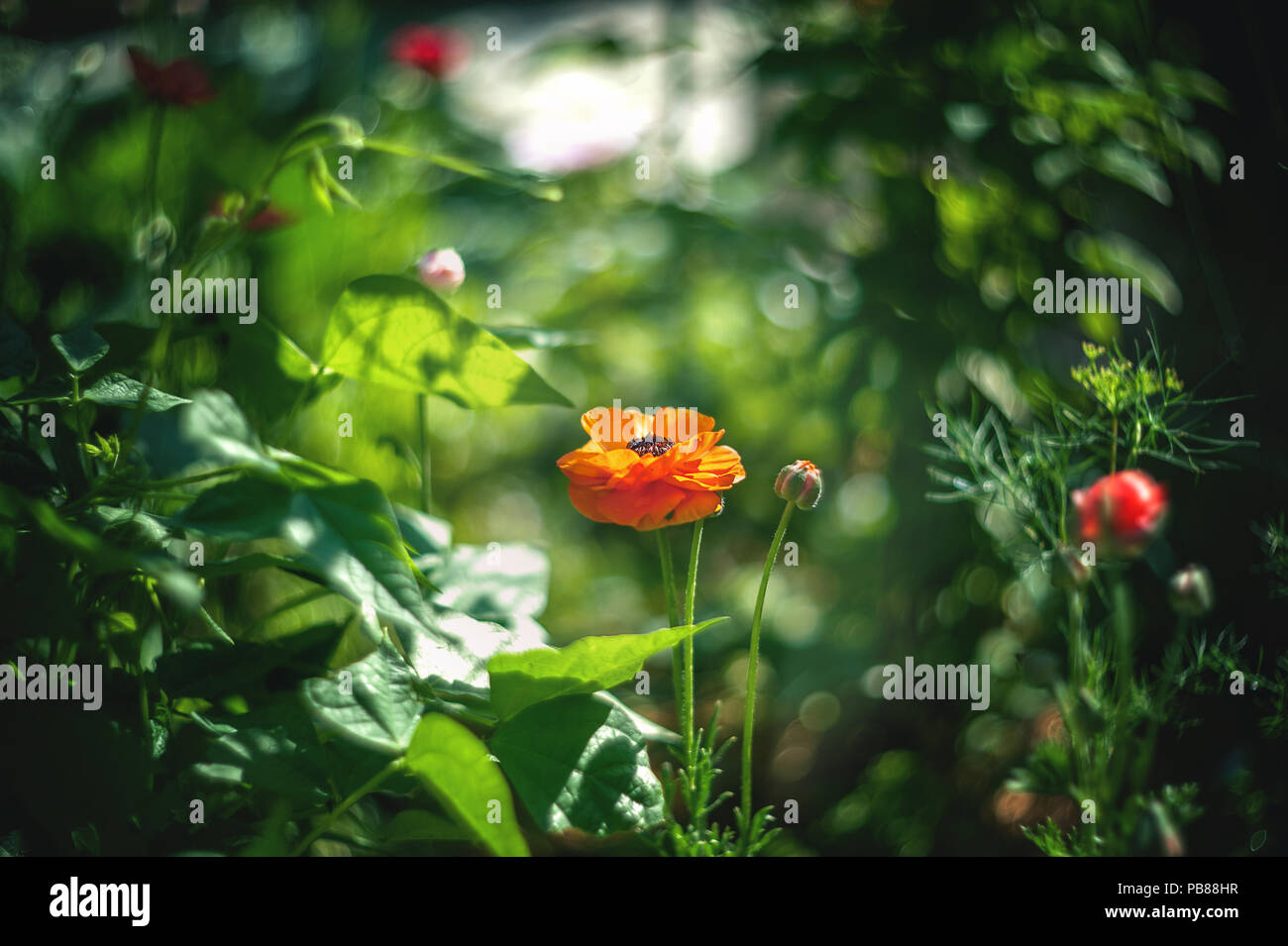 Orange ranunculus wallpaper hi-res stock photography and images - Alamy