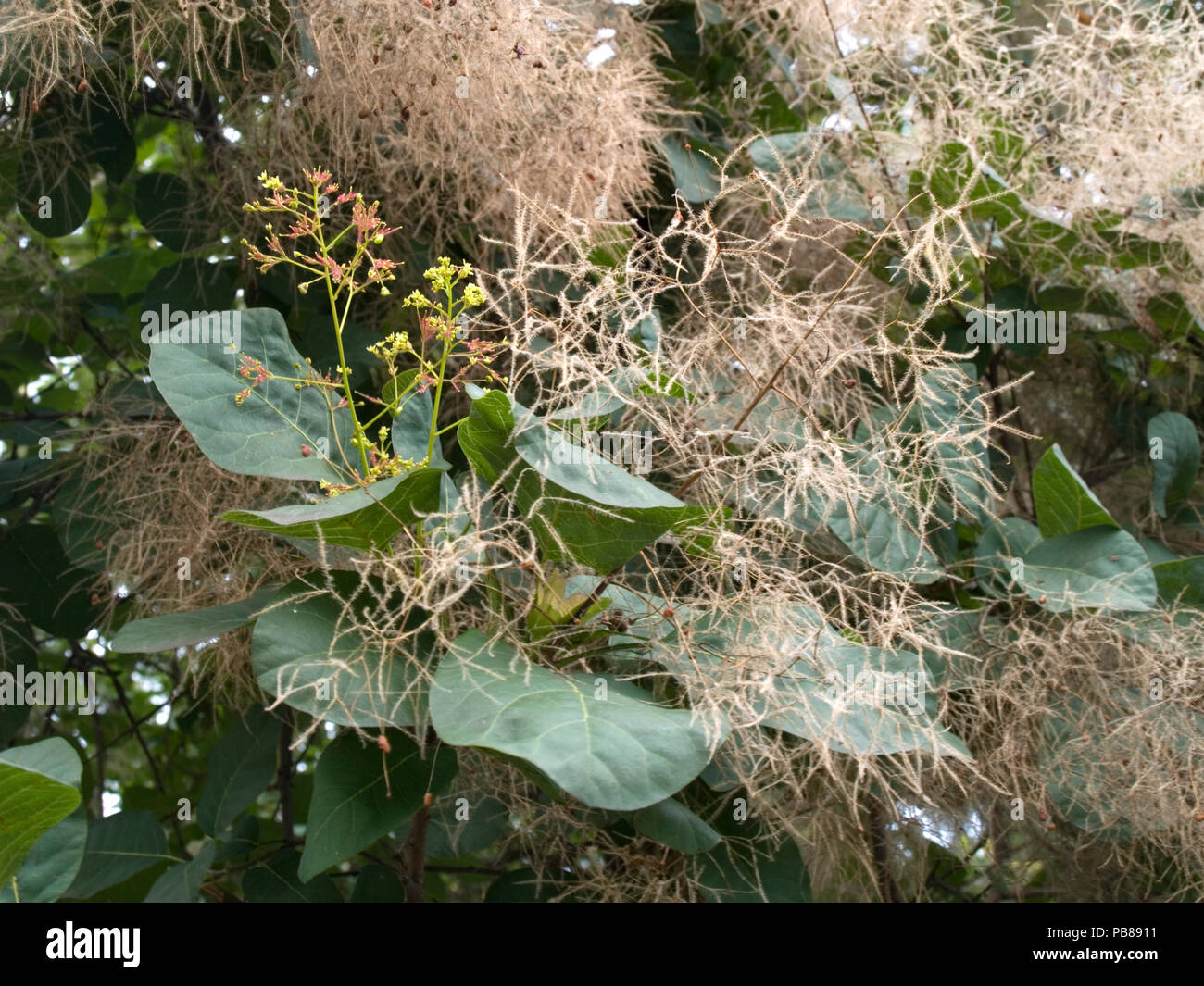 Flowering smoke tree Stock Photo - Alamy