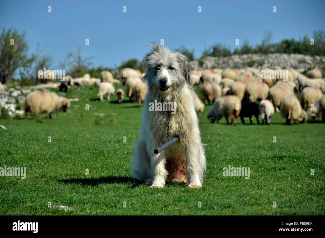 Pastoral dog hi-res stock photography and images - Alamy
