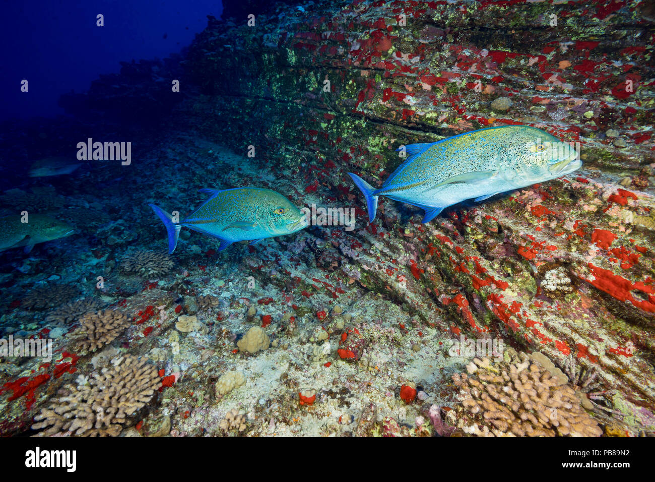 Bluefin jack hi-res stock photography and images - Alamy