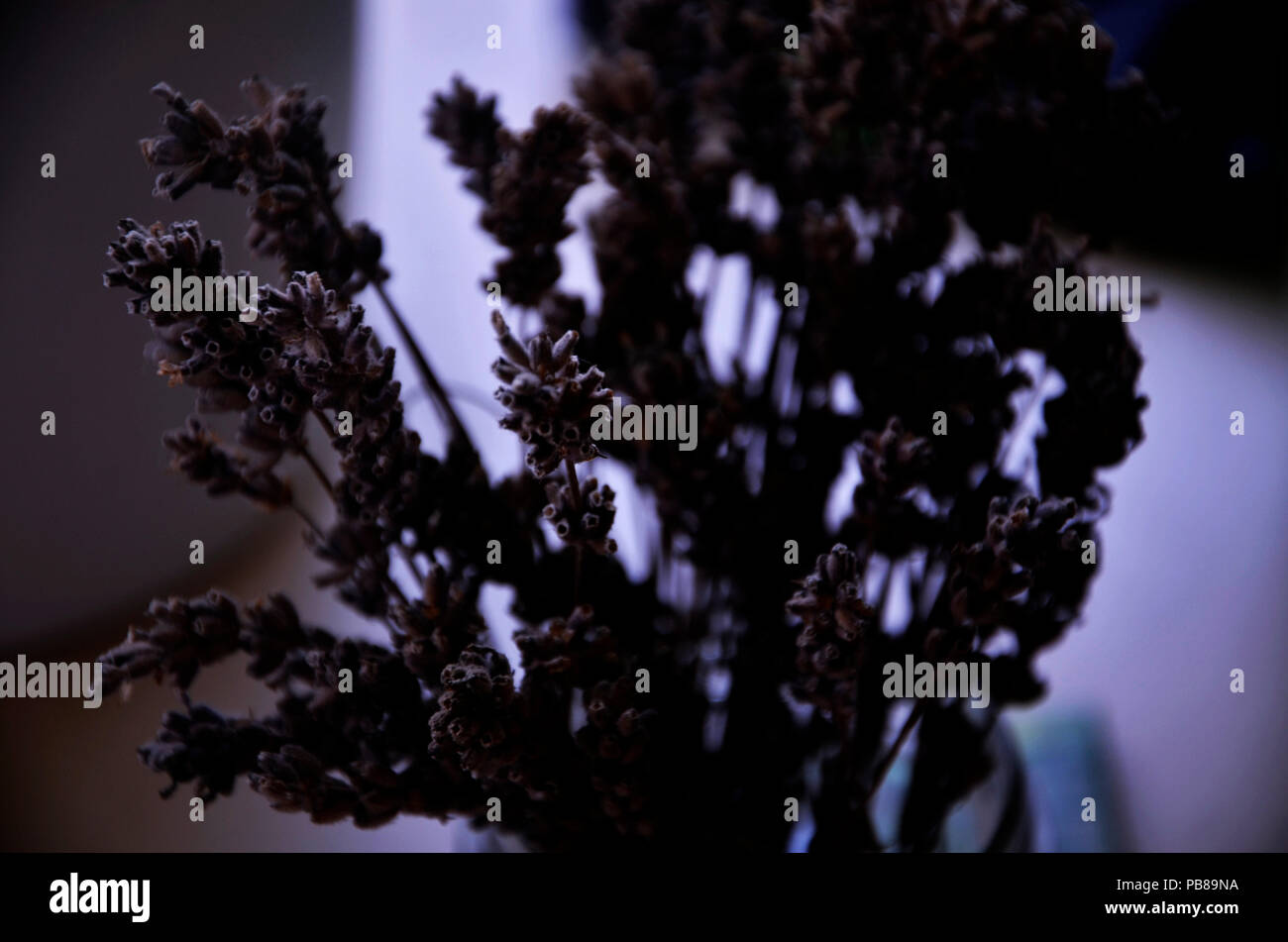 Sere hi-res stock photography and images - Alamy