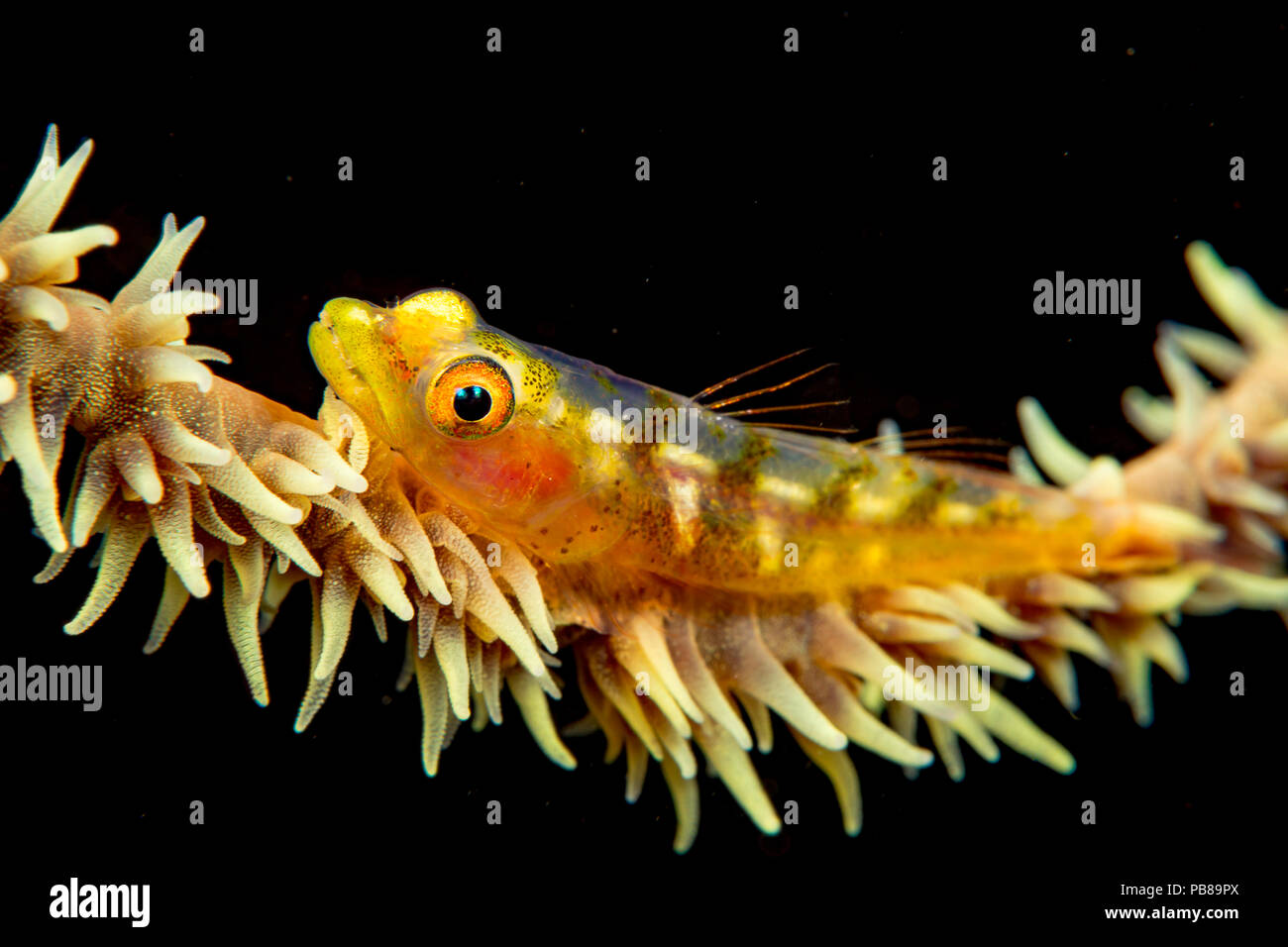A very close look at a wire coral goby, Bryaninops yongei, on wire ...