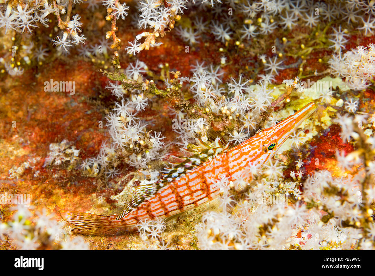Longnose hawkfish, Oxycirrhites typus, and snowflake coral on the side ...