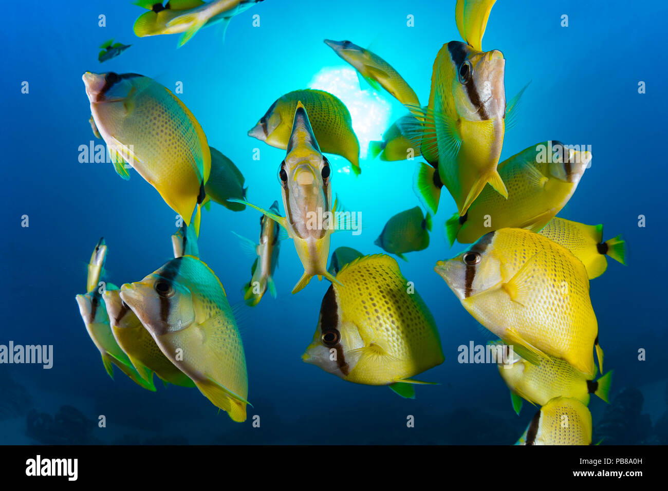 Schooling milletseed butterflyfish, Chaetodon miliaris, endemic. Hawaii ...