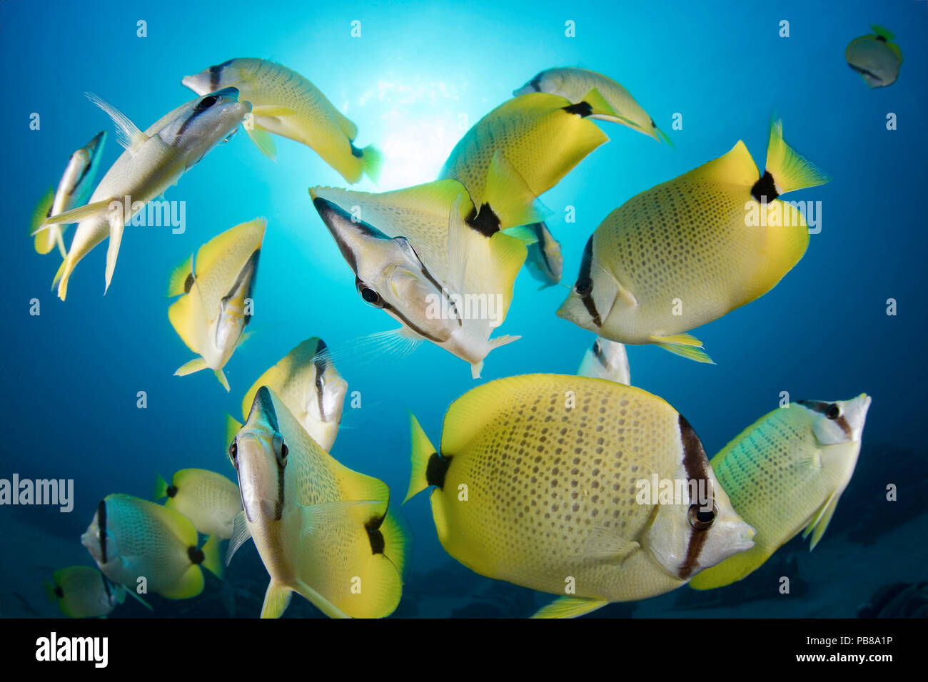 Schooling milletseed butterflyfish, Chaetodon miliaris, endemic, Hawaii ...