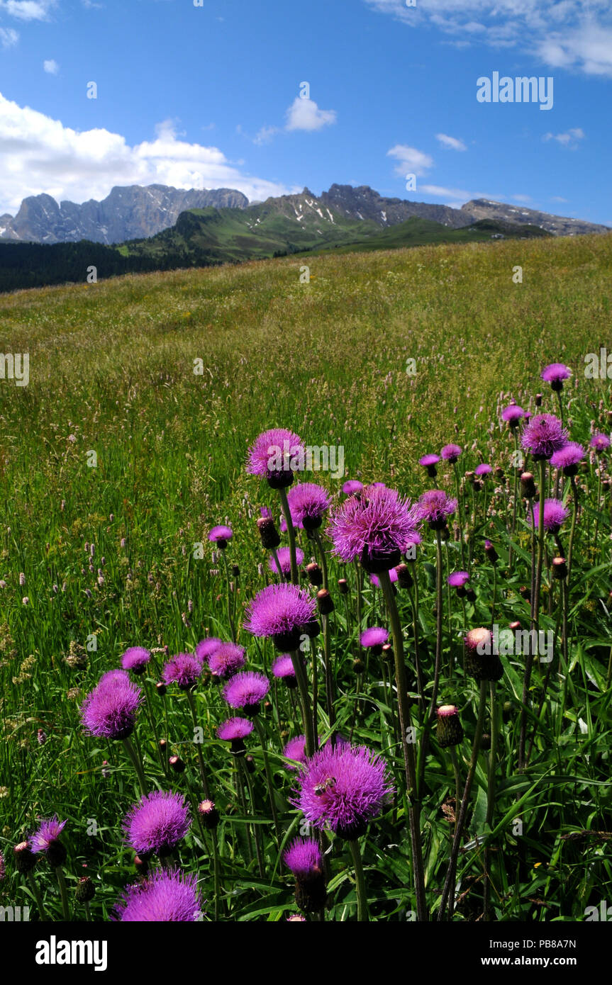 The range of purples hi-res stock photography and images - Alamy