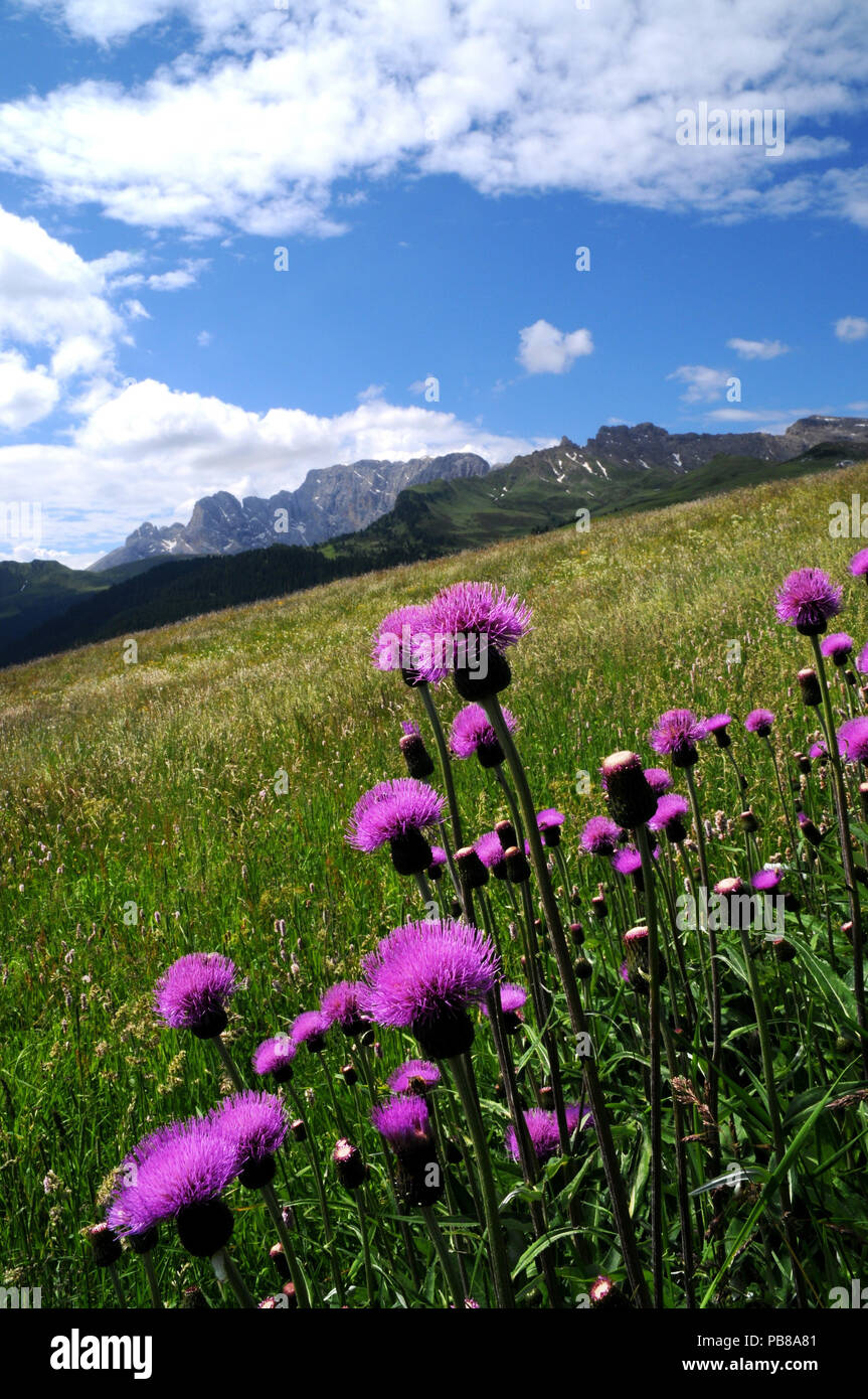 The range of purples hi-res stock photography and images - Alamy
