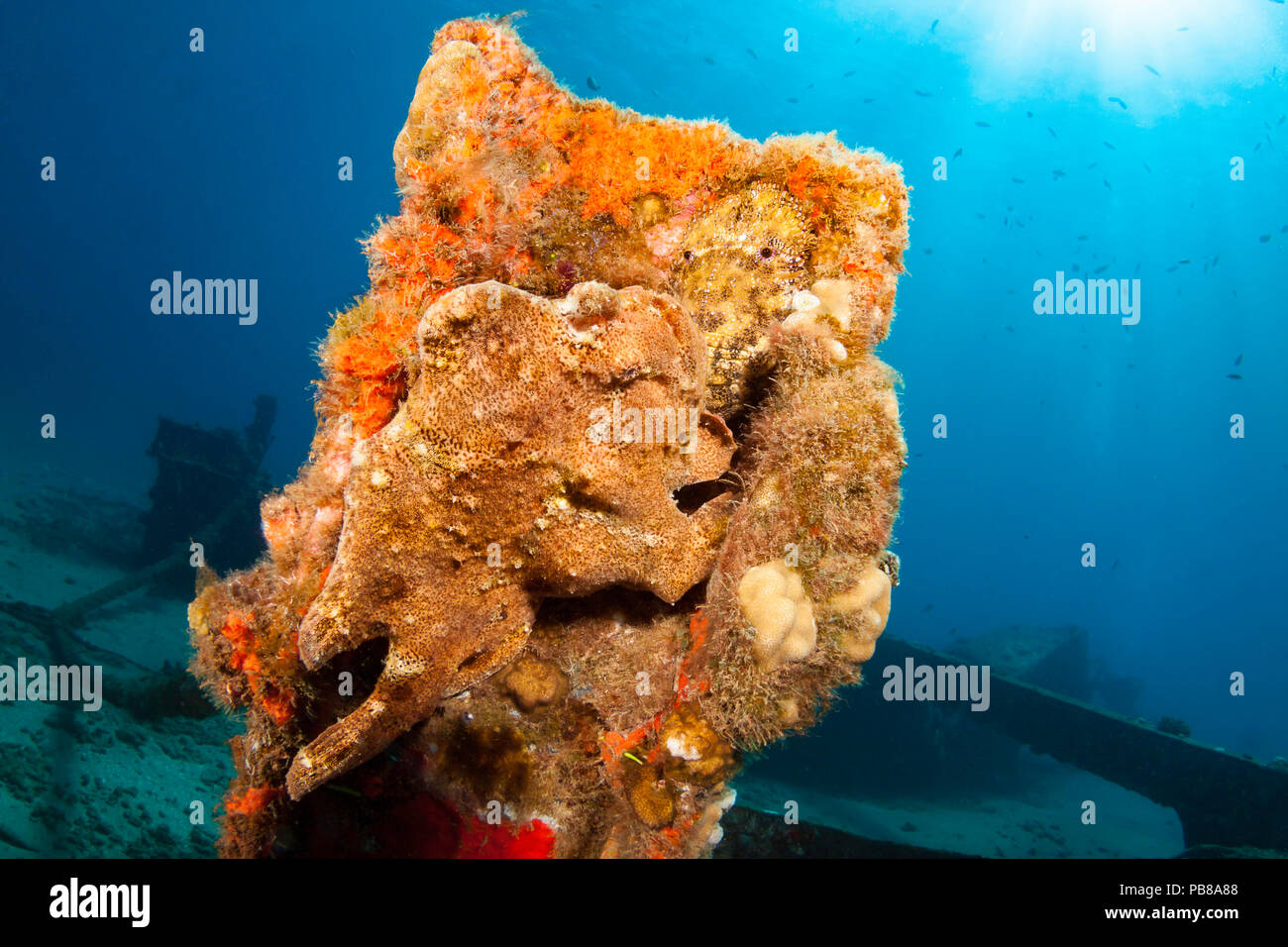 Commerson's frogfish, Antennarius commersoni, shares this post on the ...