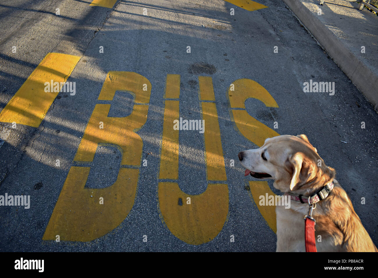 Golden bus hi-res stock photography and images - Alamy