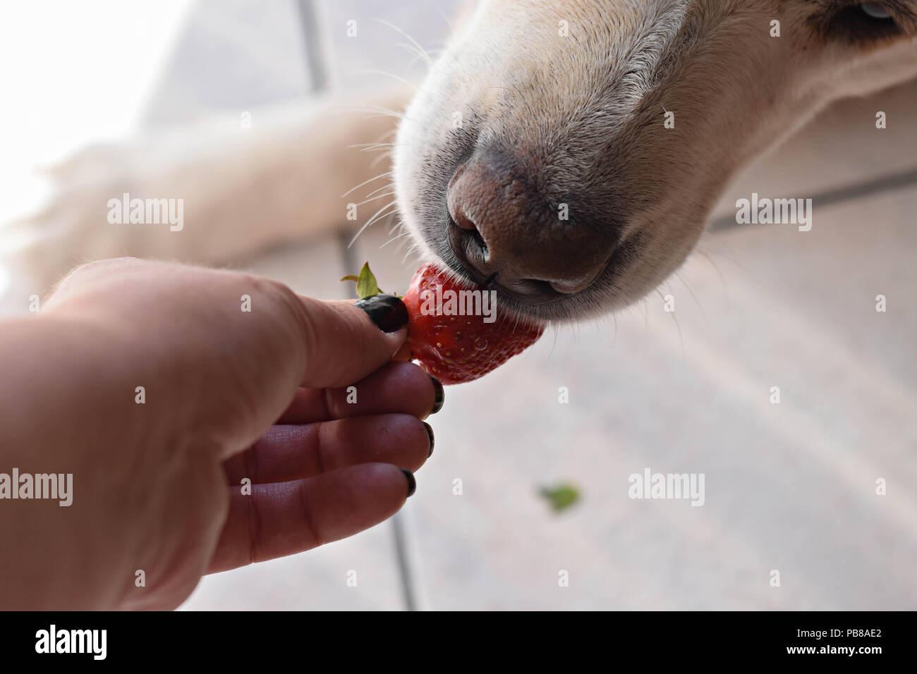 White Labrador retriever dog eating a strawberry fruit from owners hand ...