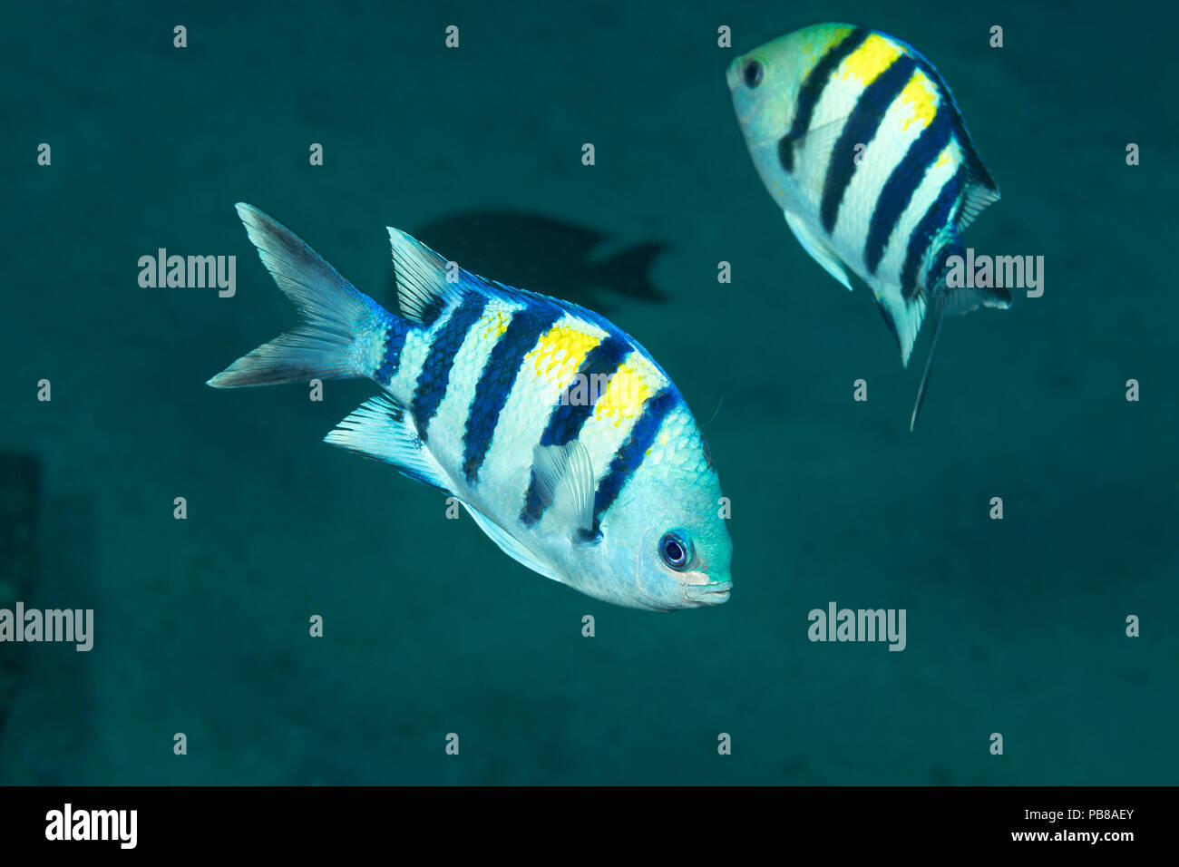 Sergeant major fish hawaii hi-res stock photography and images - Alamy