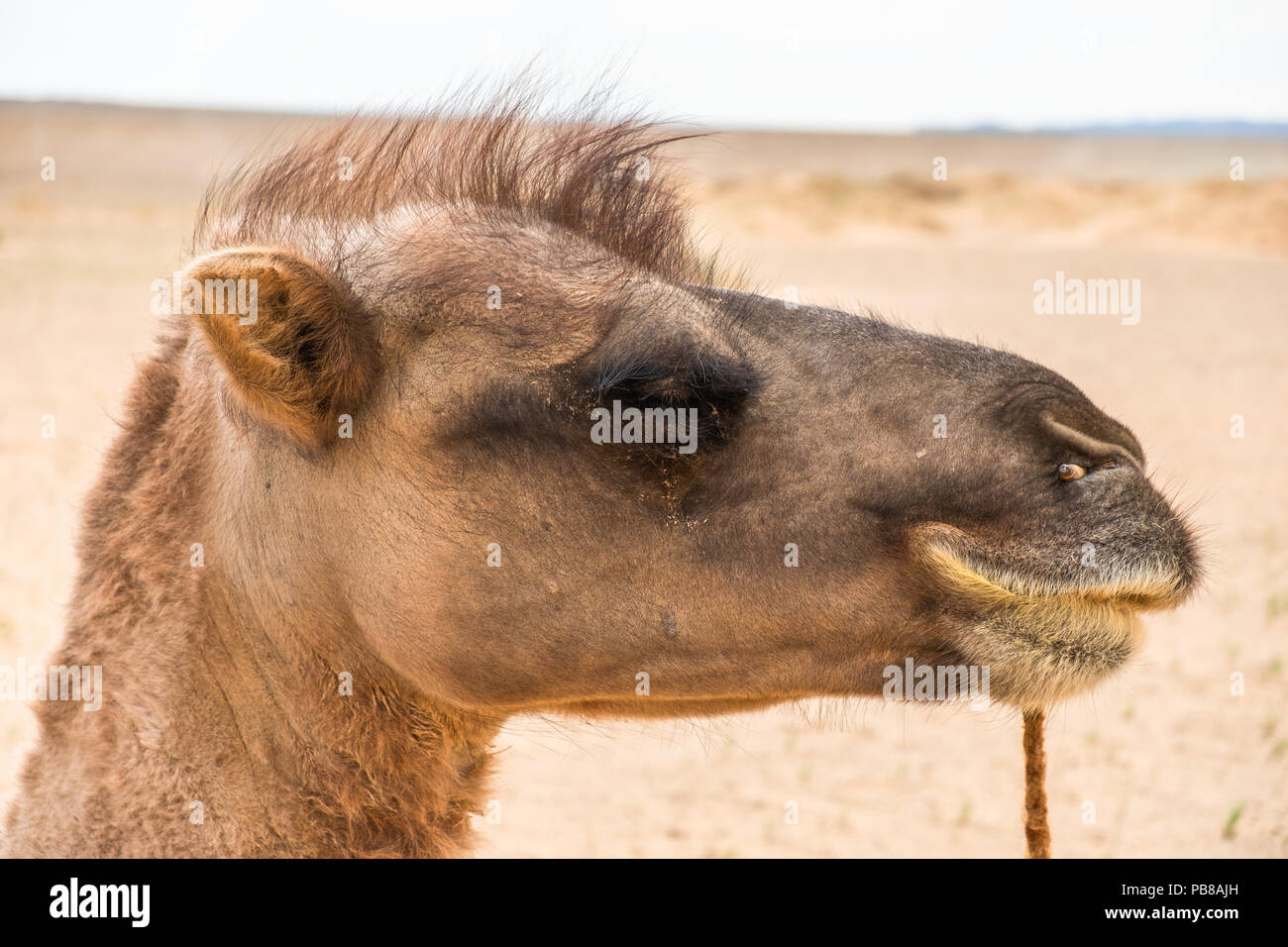 Camel side view hi-res stock photography and images - Alamy
