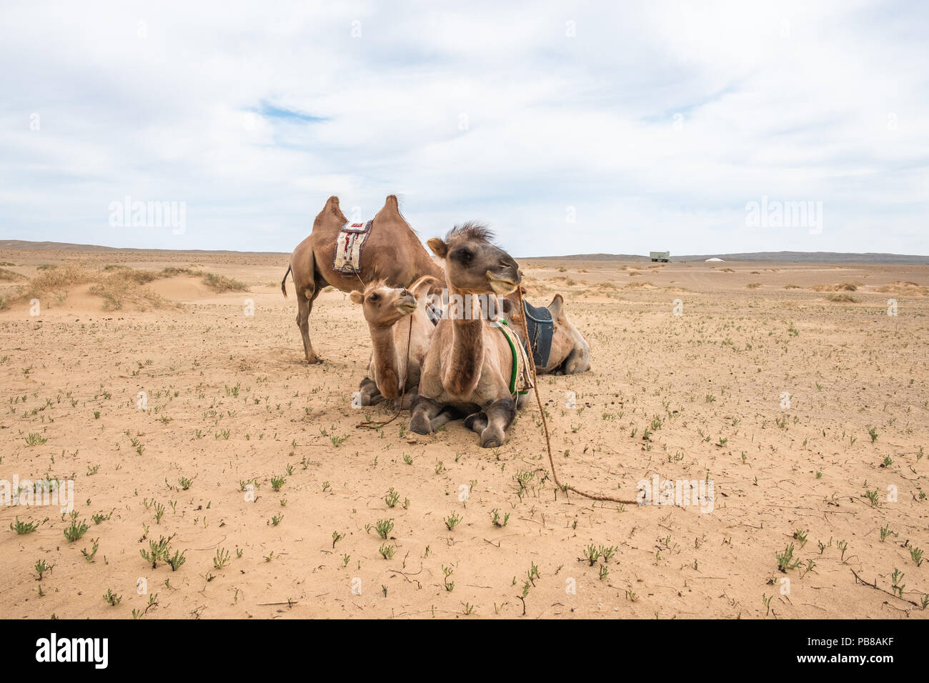 Two humps camel hi-res stock photography and images - Alamy