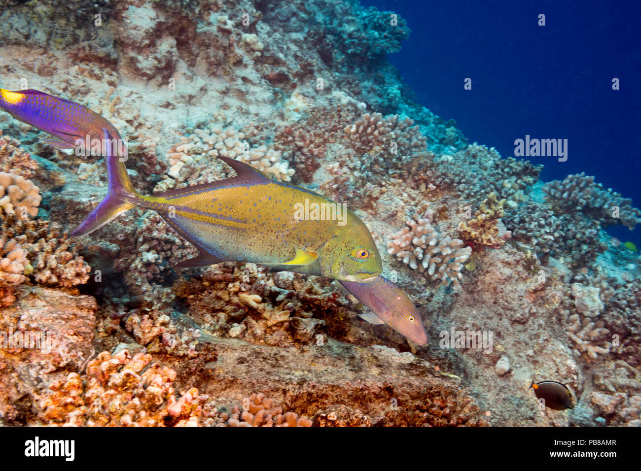 This bluefin trevally or jack, Caranx melampygus, and two blue goatfish ...