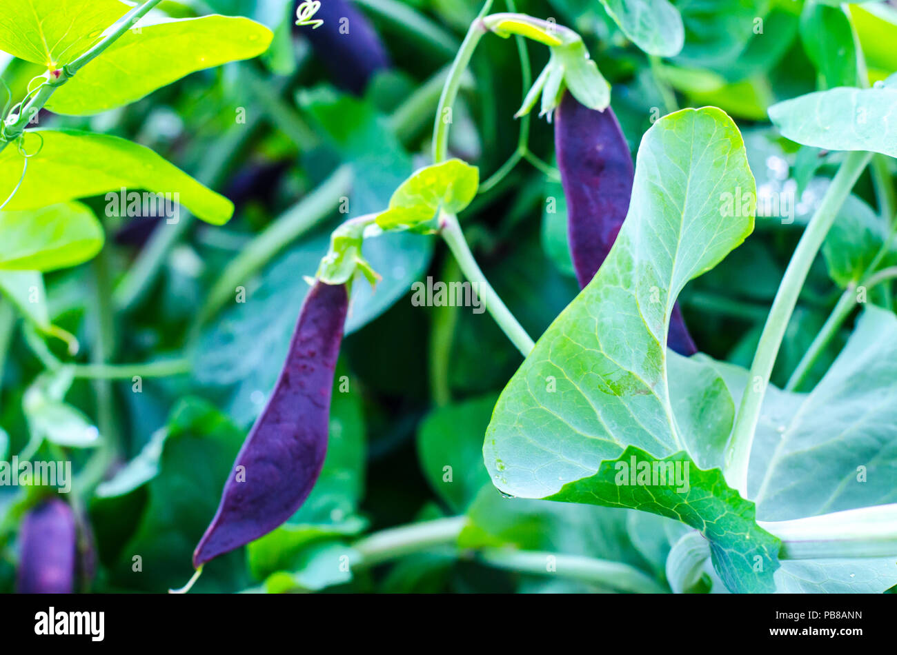 Purple pods of garden peas. Studio Photo Stock Photo - Alamy
