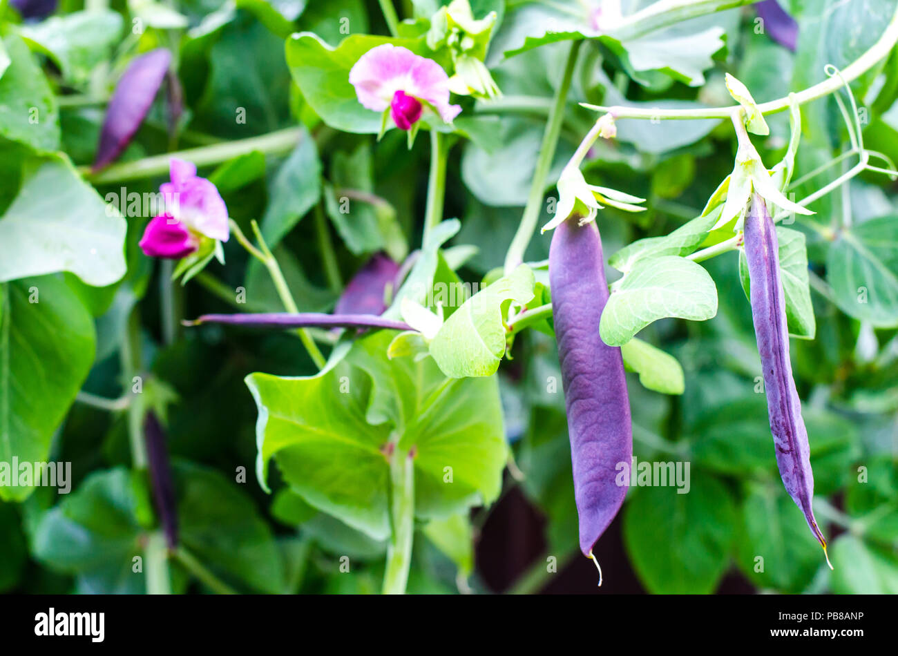 Purple pods of garden peas. Studio Photo Stock Photo - Alamy