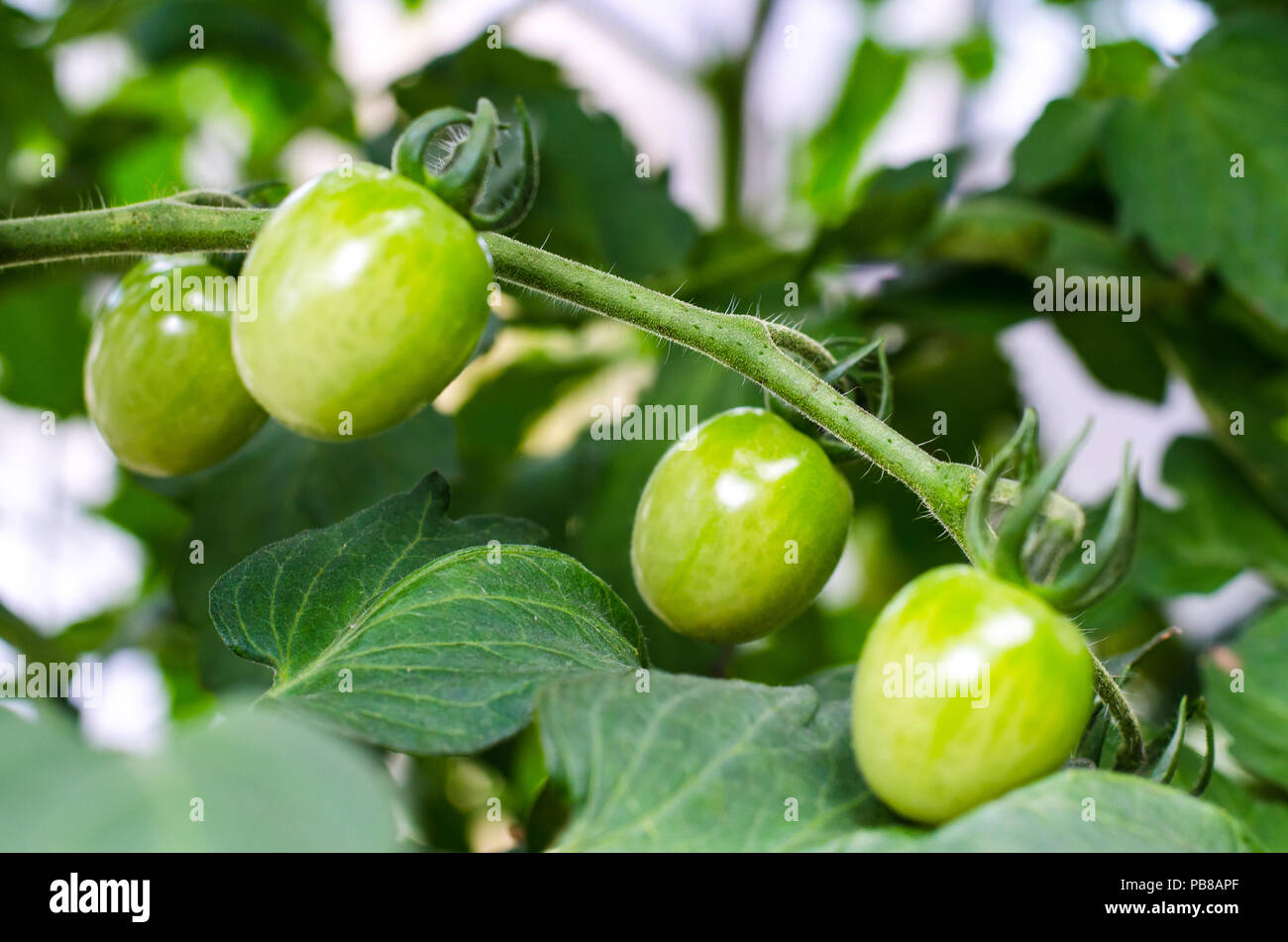 Green tomatoes on bush. Studio Photo Stock Photo - Alamy