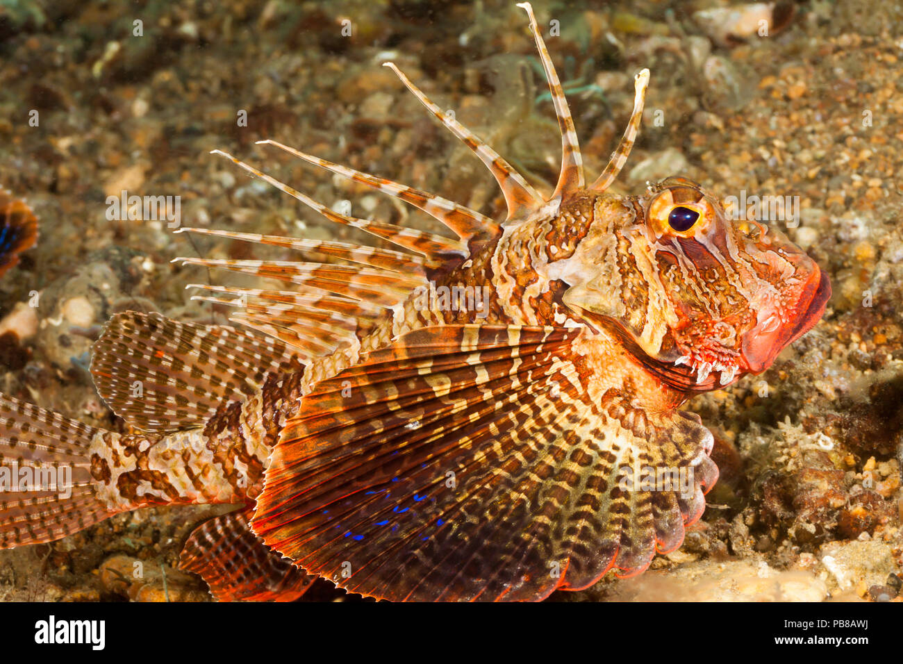 The rare deep water blackfin lionfish, Parapterois heterura, Anilao ...