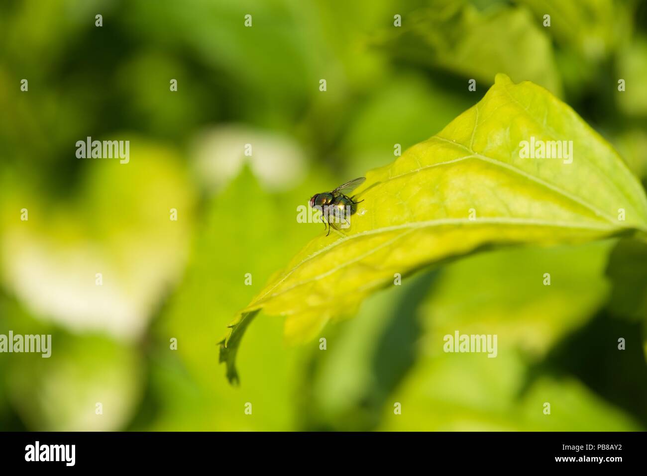 Flying bugs on leaves hi-res stock photography and images - Alamy