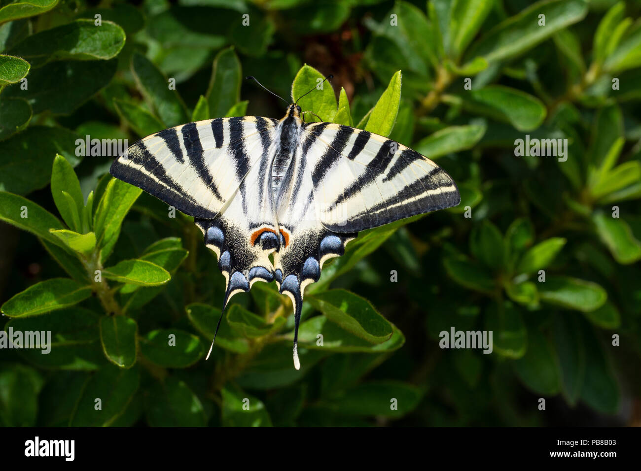 European Swallowtail butterfly Papilio machaon on the green leaves of a ...