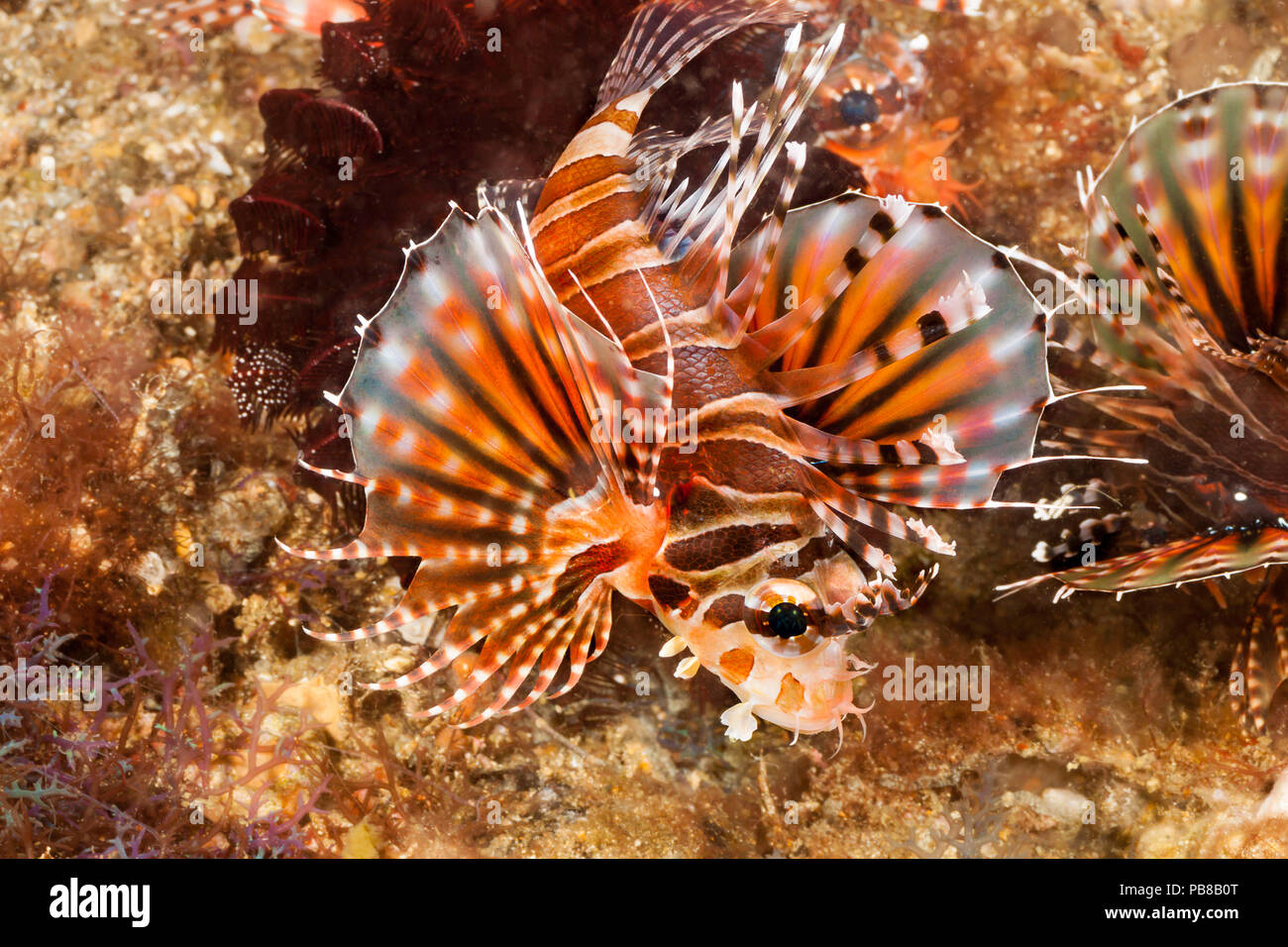 A group of zebra lionfish, Dendrochirus zebra, in the Philippines Stock ...