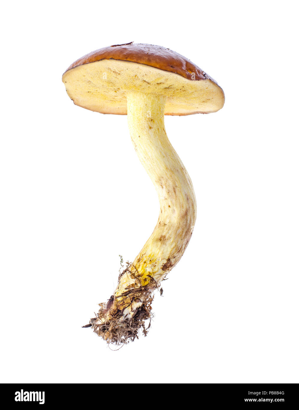 One mushroom Suillus, isolated on white background. Studio Photo Stock ...
