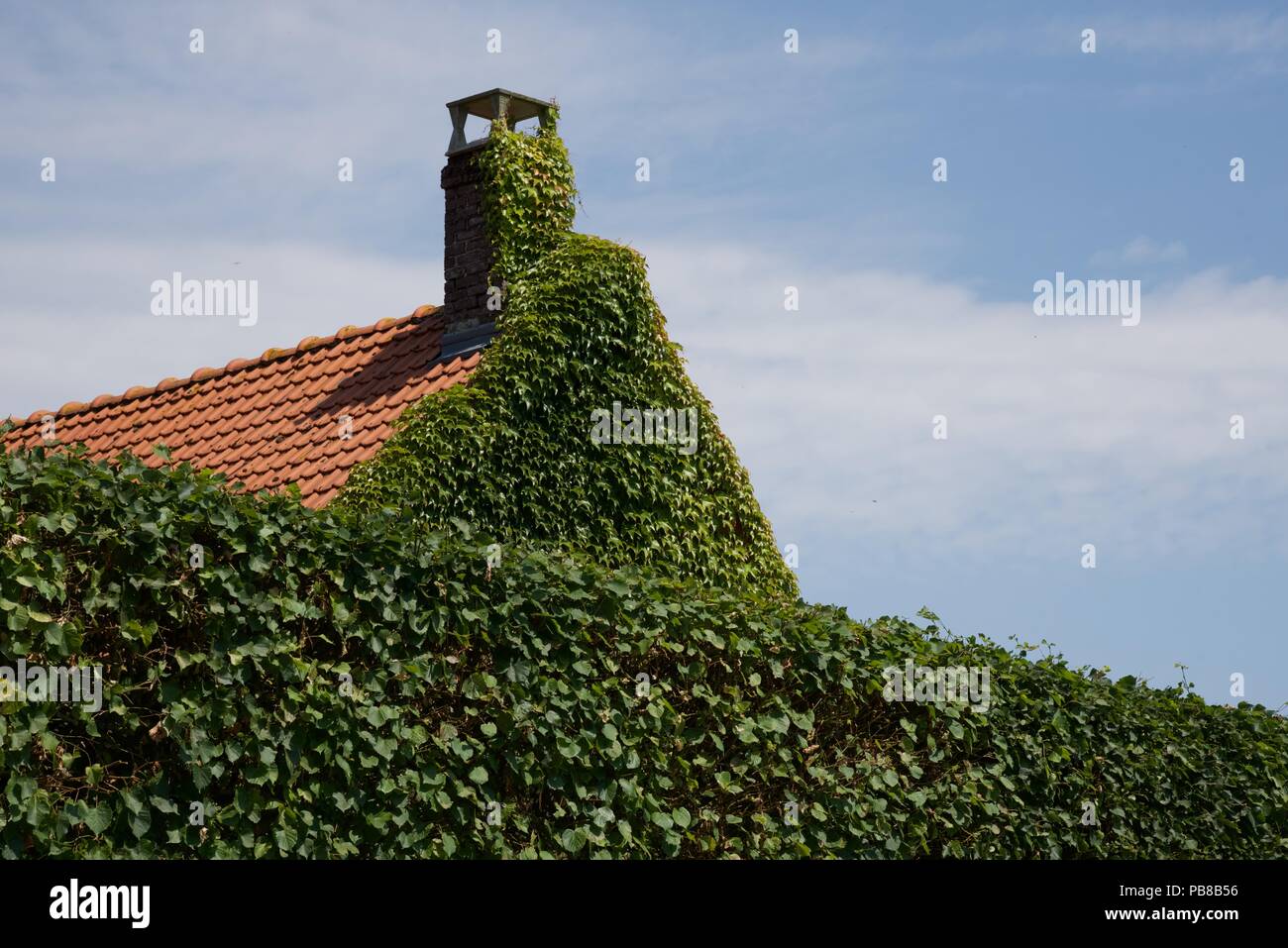Virgina creeper: behing a trimmed hedge, the gable end and chimney of a ...