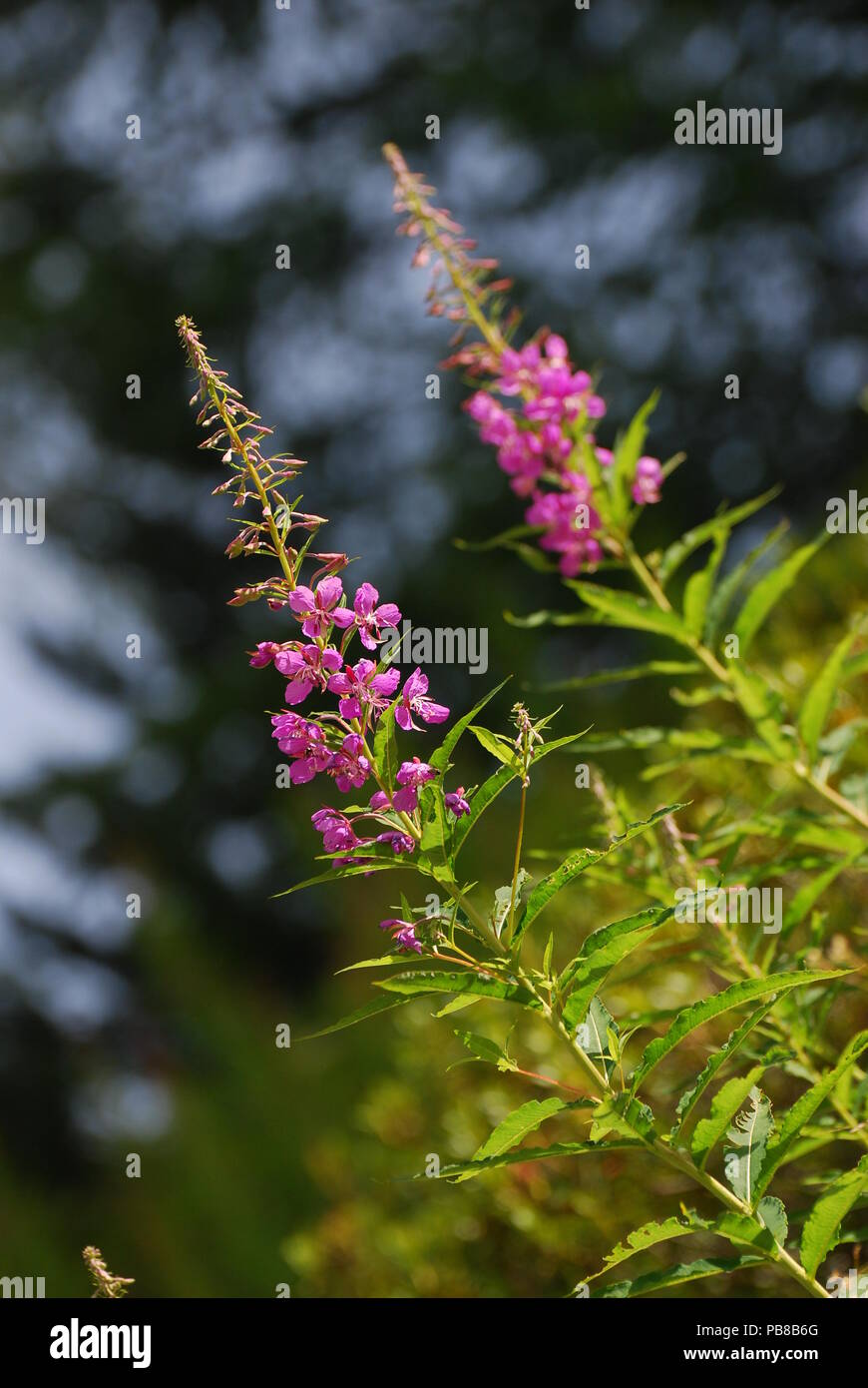 Fucsia blossom hi-res stock photography and images - Alamy